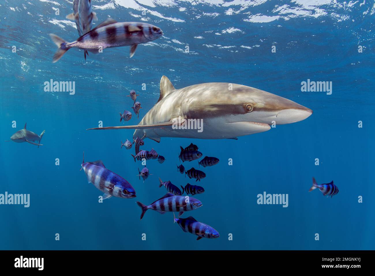 Silky shark (Carcharhinus falciformis), with Pilot fish (Naucrates ...