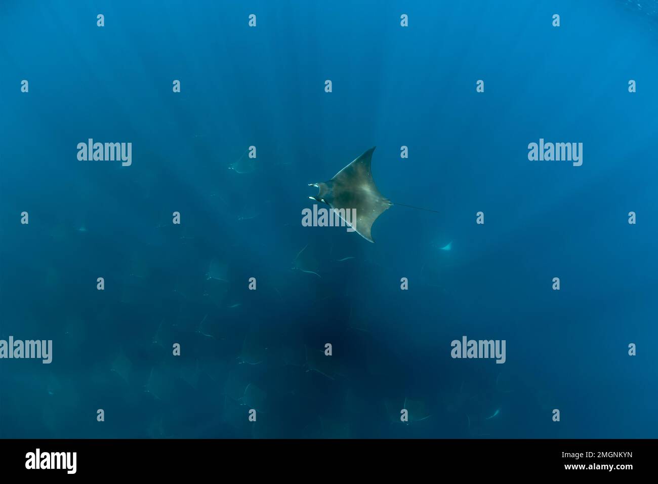 Munk's devil rays (Mobula munkiana) swimming beneath the surface of the ...