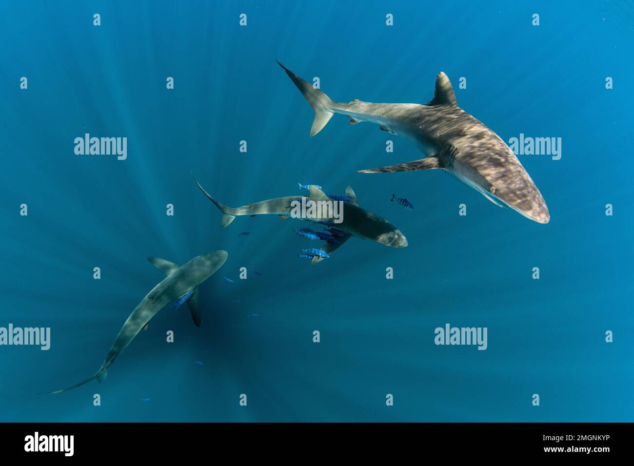 Group of Pelagic silky sharks (Carcharhinus falciformis) with Pilot ...
