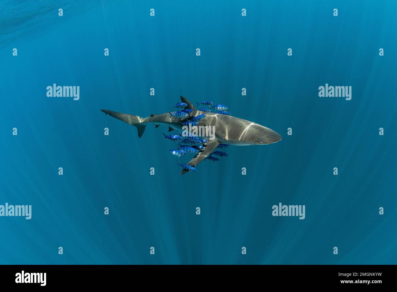 Silky shark (Carcharhinus falciformis), with Pilot fish (Naucrates ...