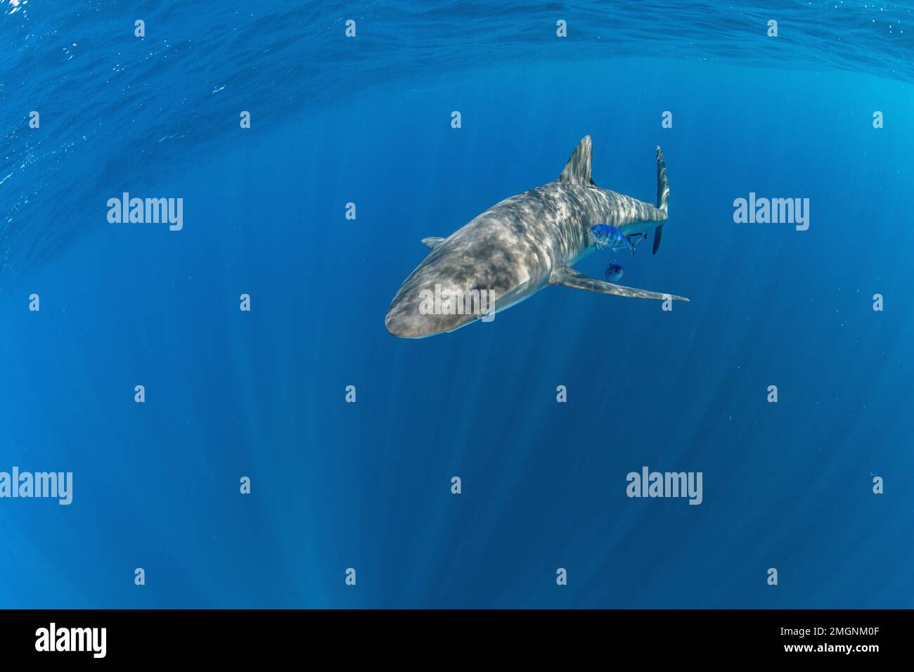 Silky shark (Carcharhinus falciformis), with Pilot fish (Naucrates ...