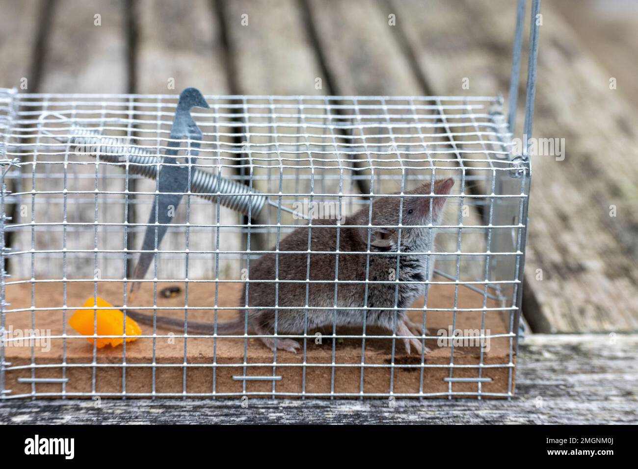 Lesser shrew (Crocidura suaveolens) caught in a trap, Pas de Calais ...