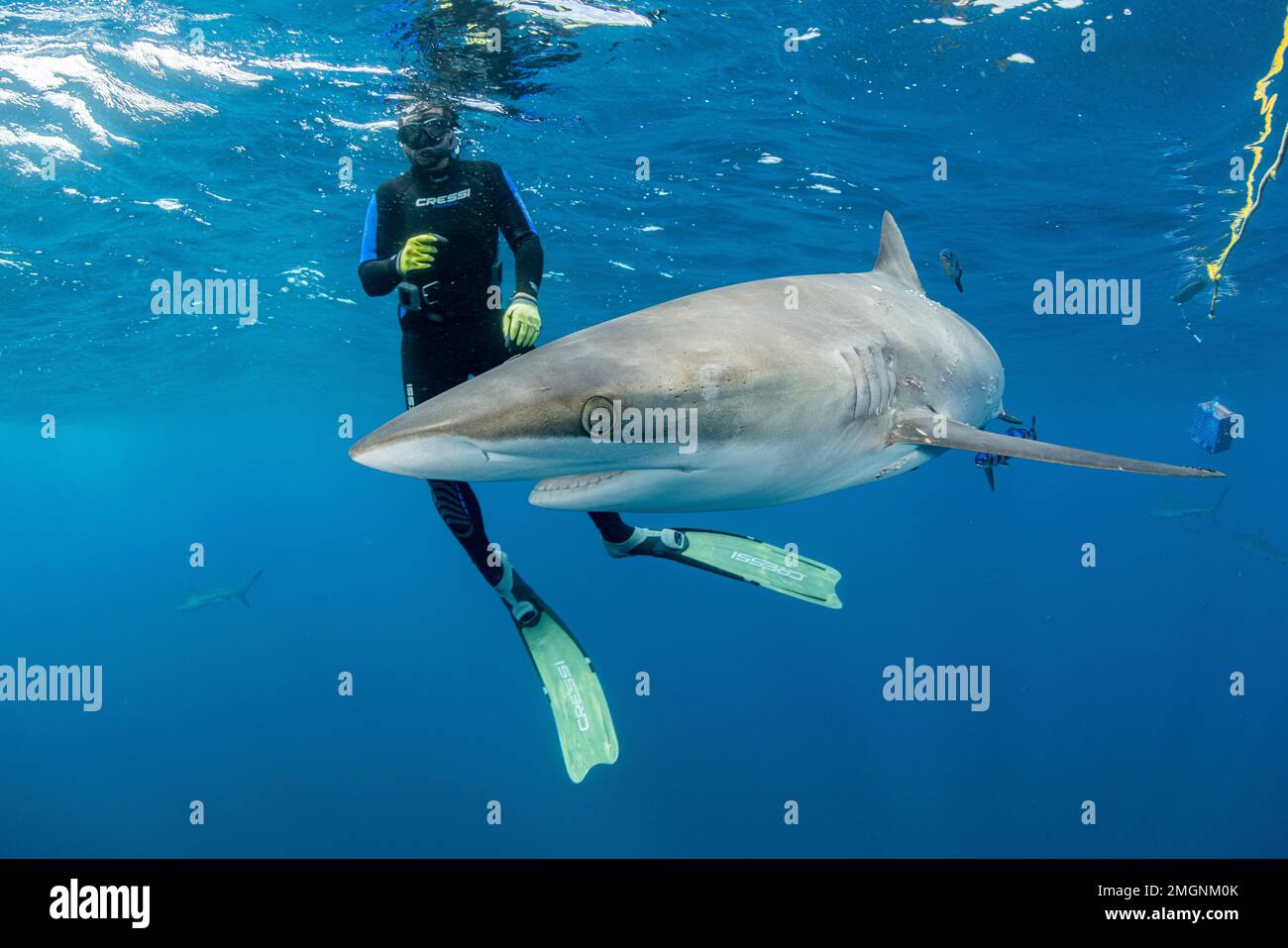 Shark handler holding Silky shark (Carcharhinus falciformis), female ...
