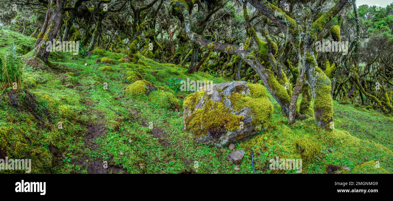 The Harenna forest. Bale Mountains National Park. Ethiopia Stock Photo ...