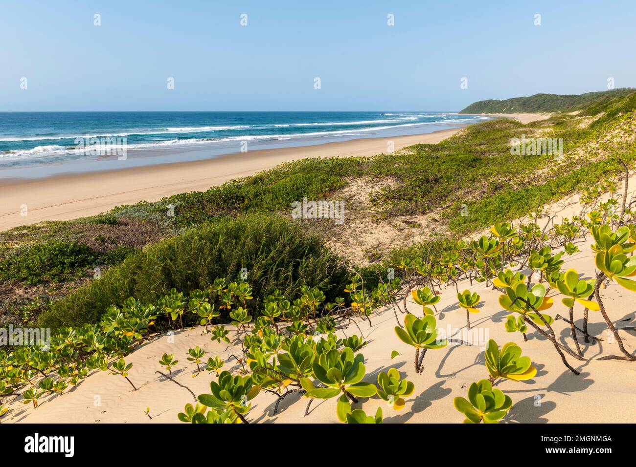 Beach scene showing dune vegetation at Thonga Beach Lodge. Mabibi ...