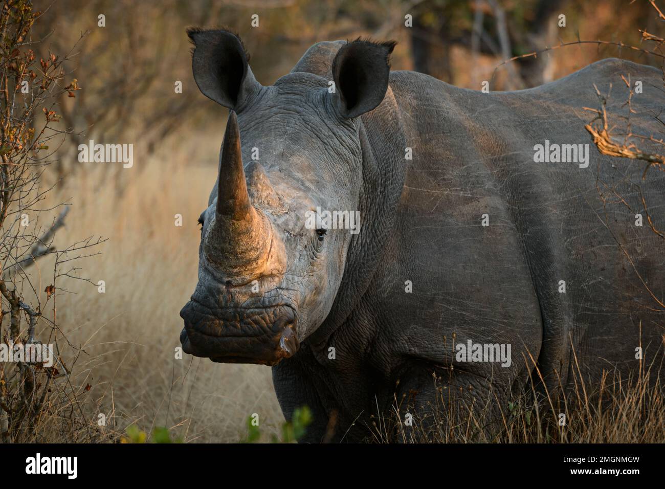 White rhinoceros or square-lipped rhinoceros or rhino (Ceratotherium ...