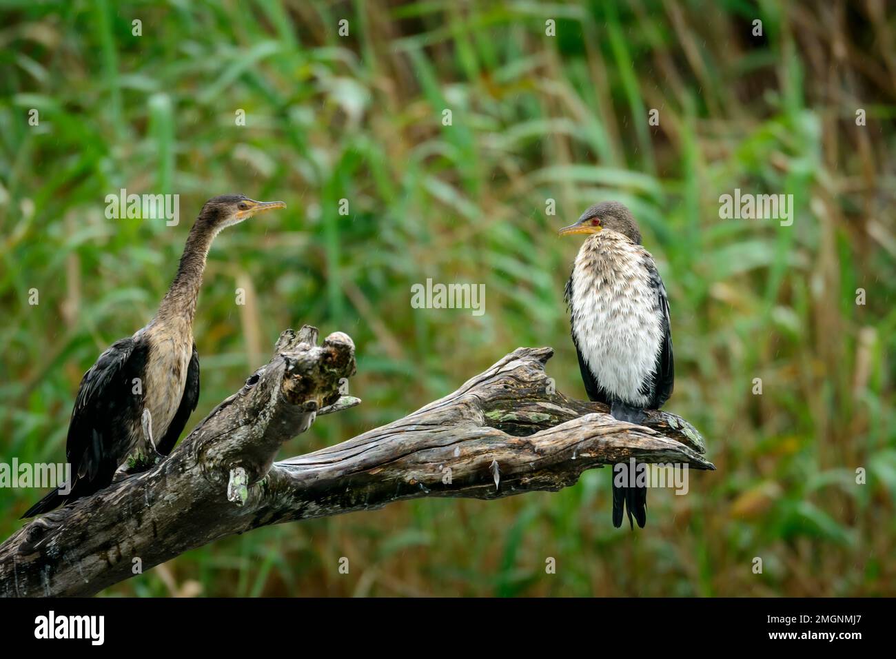 Immature Reed or Long-tailed Cormorant (Microcarbo africanus), Kosi Bay ...