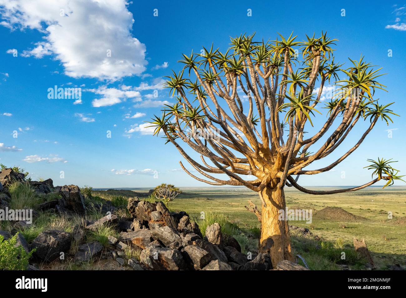Quiver tree or kokerboom (Aloidendron dichotomum formerly Aloe ...