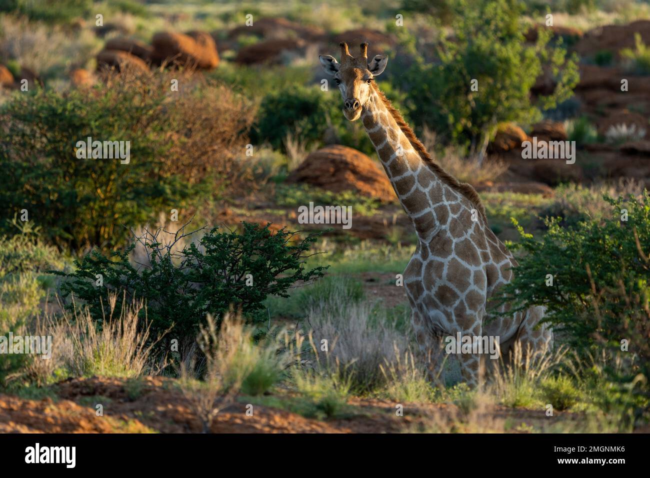 South African giraffe or Cape giraffe (Giraffa camelopardalis giraffa ...
