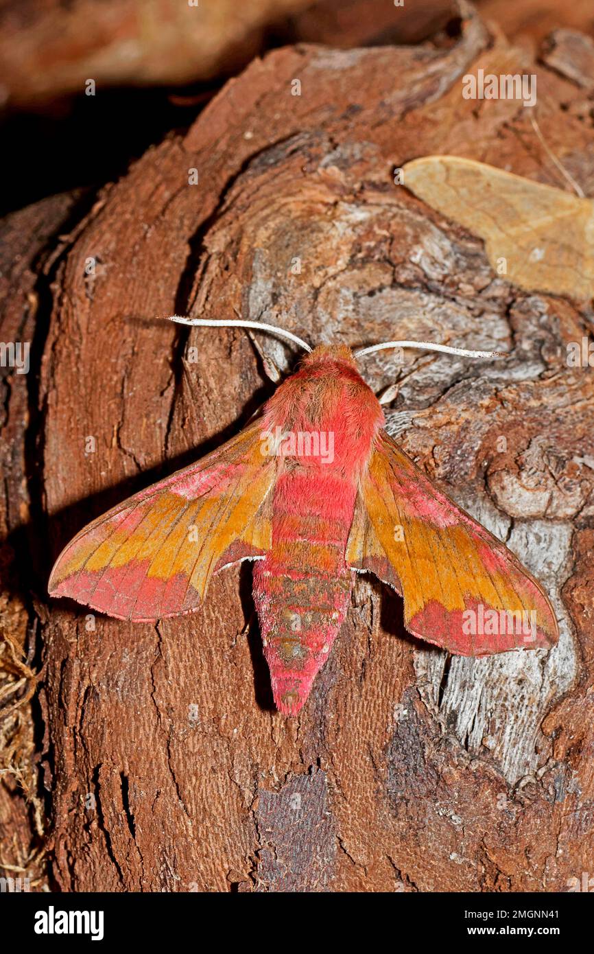 Small Elephant Hawk-moth (Deilephila porcellus) on wood, top view, open ...