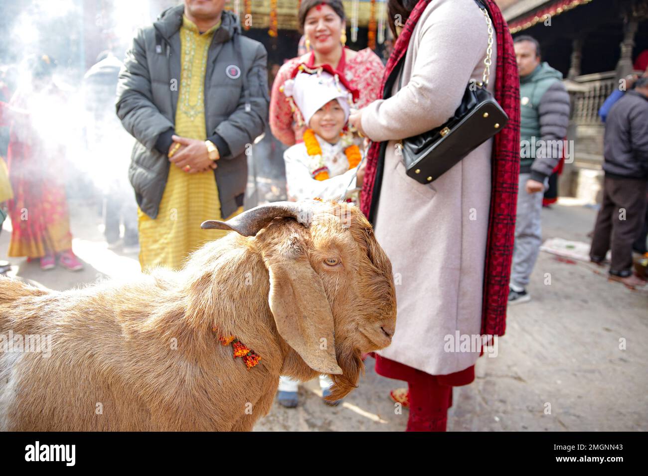Nepal. 26th Jan, 2023. A young boy stares at a goat before it is ...