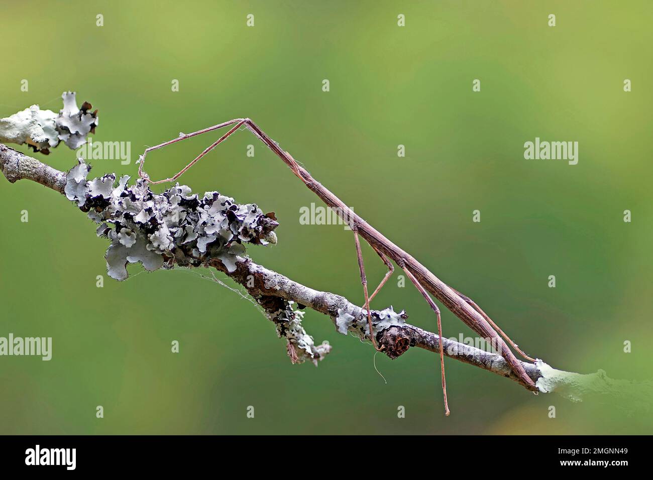 French Stick Insect (Clonopsis gallica) on a cherry tree branch, Gers ...