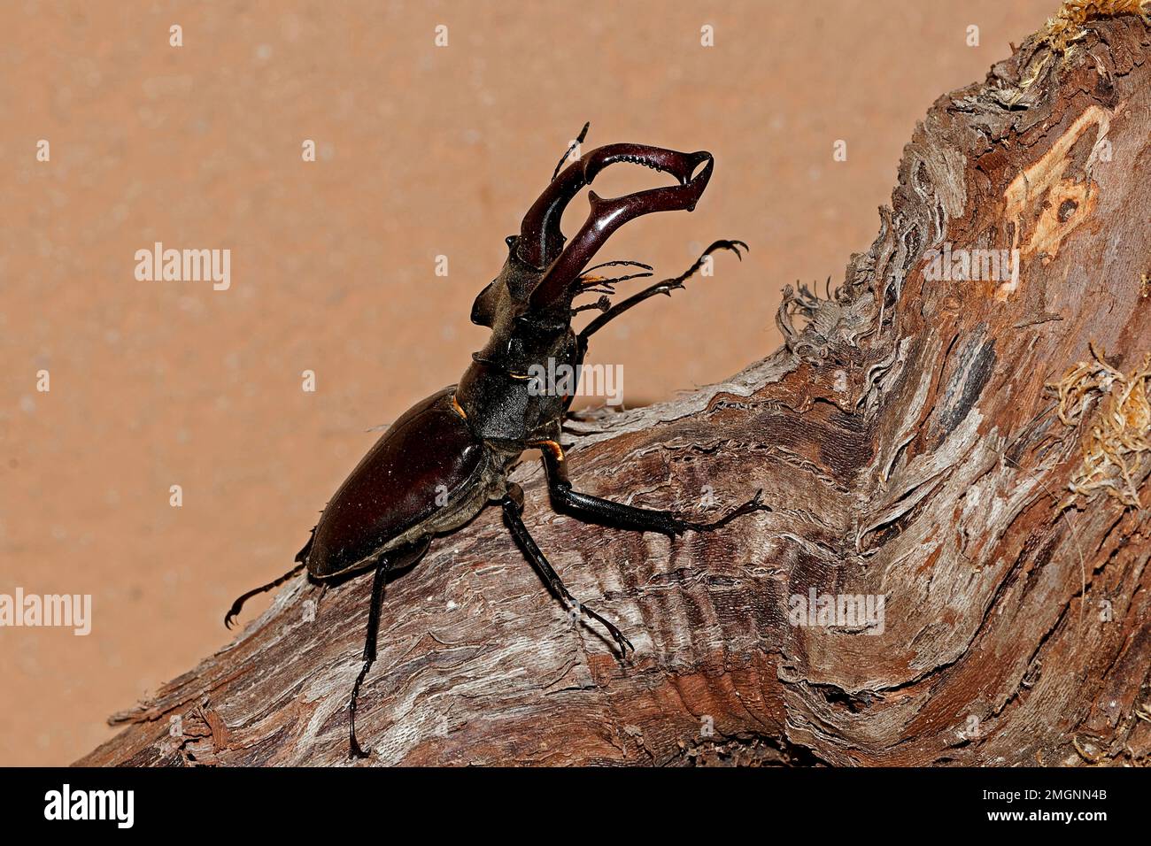 Stag beetle (Lucanus cervus) male on wood, side view, Gers, France ...