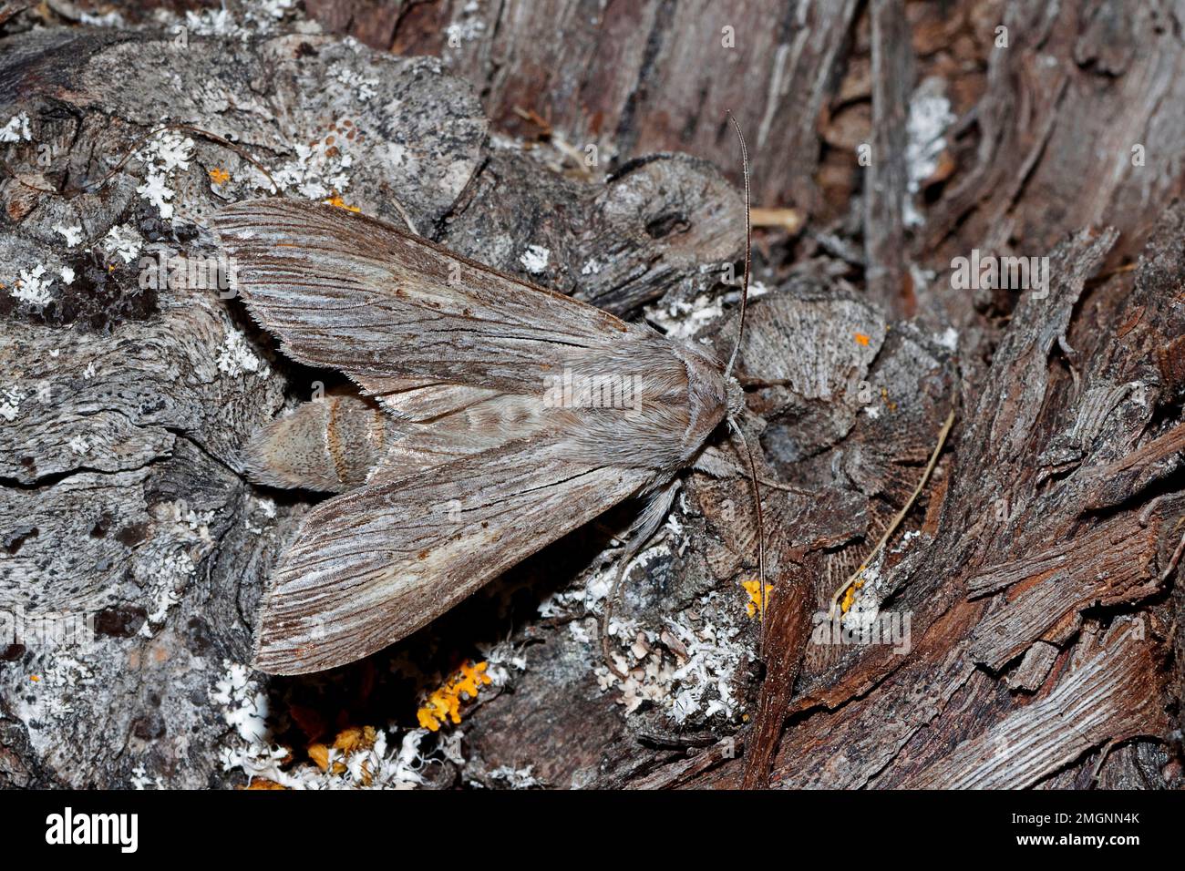 Shark (Cucullia umbratica) on wood, top view, open wings, Gers, France ...