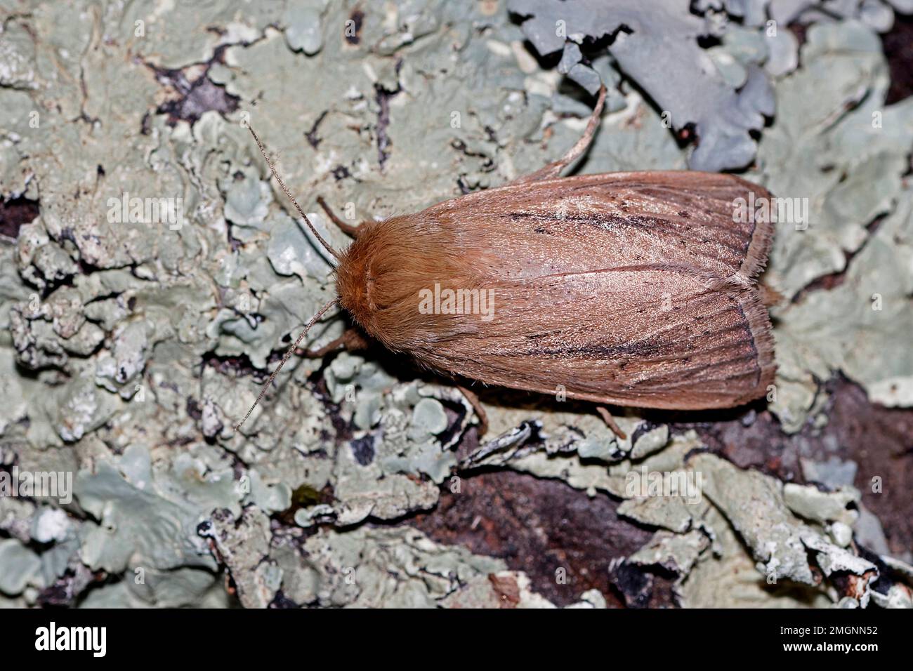 Rush wainscot (Globia algae) on lichens, top view, Gers, France Stock ...