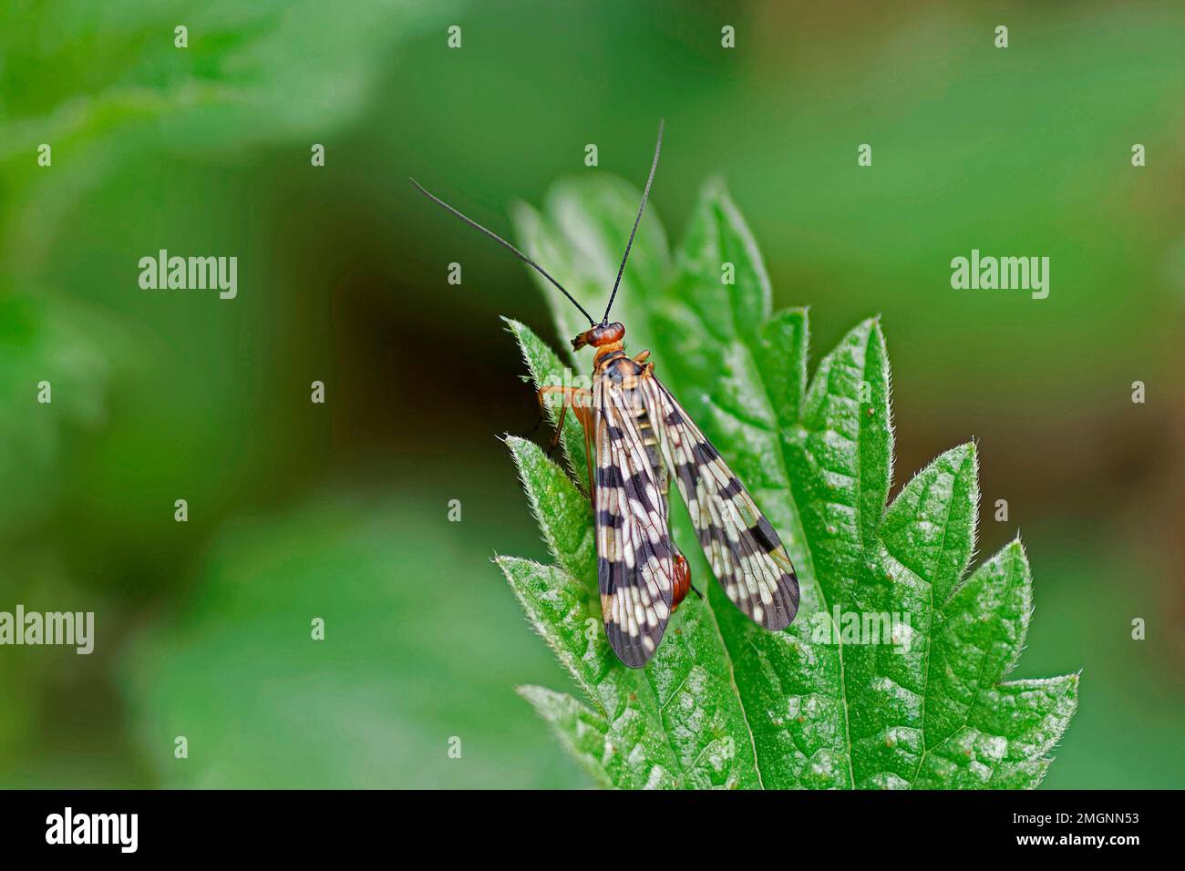 Common scorpion fly (Panorpa communis) on leaf, top view, Gers, France ...
