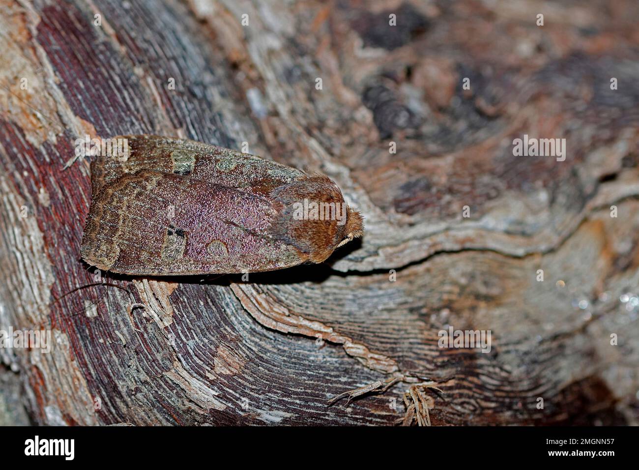 Red-headed chestnut (Conistra erythrocephala) on wood, top view, Gers ...