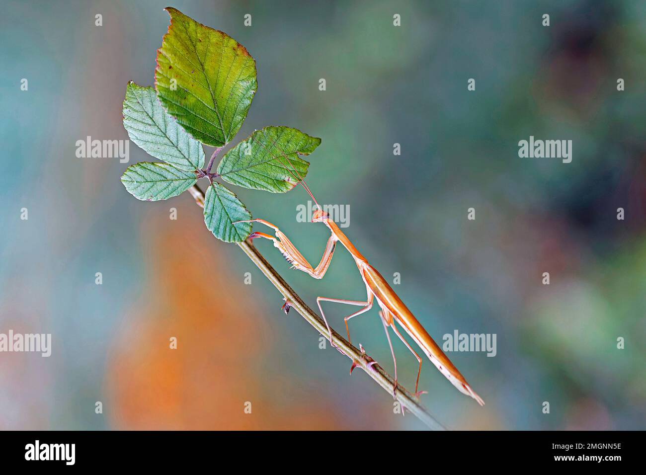 Praying mantis (Mantis religiosa) on a bramble branch, side view, Gers ...