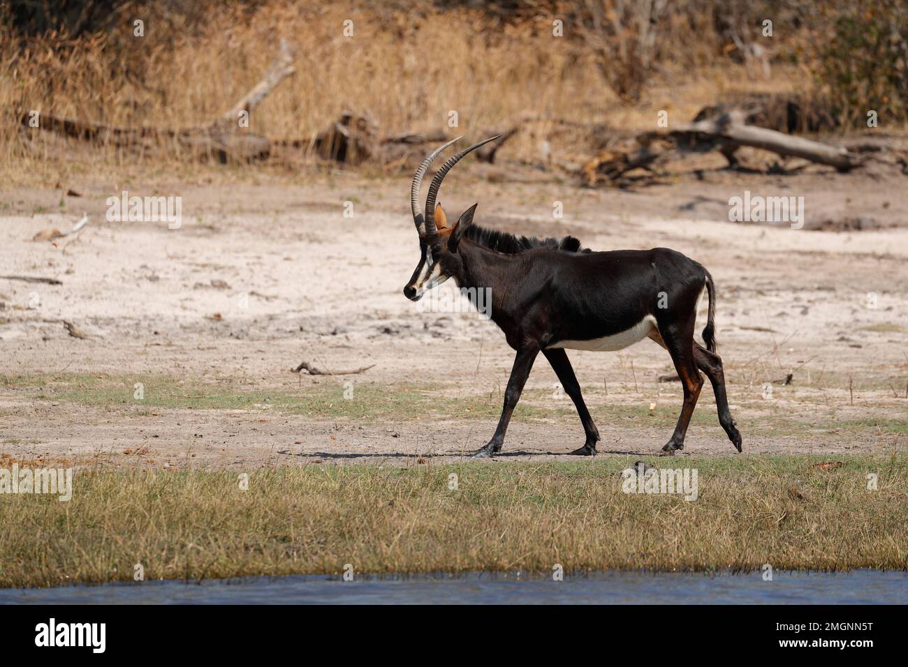 Sable antilope (Hippotragus niger) at the Chobe River, Botswana Stock ...