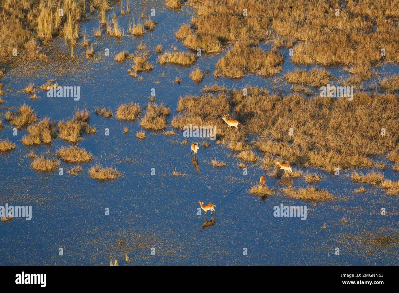 Aerial view of red lechwe antilopes (Kobus leche leche) in the Okavango ...