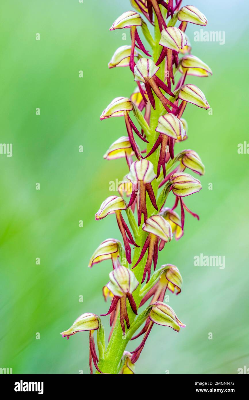 Man orchid (Orchis anthropophora) flowers on a limestone lawn in spring ...