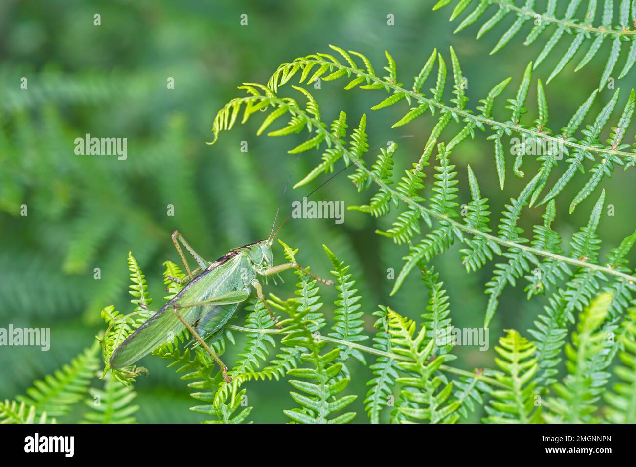 Great green bush-cricket (Tettigonia viridissima) mimetic male on ...