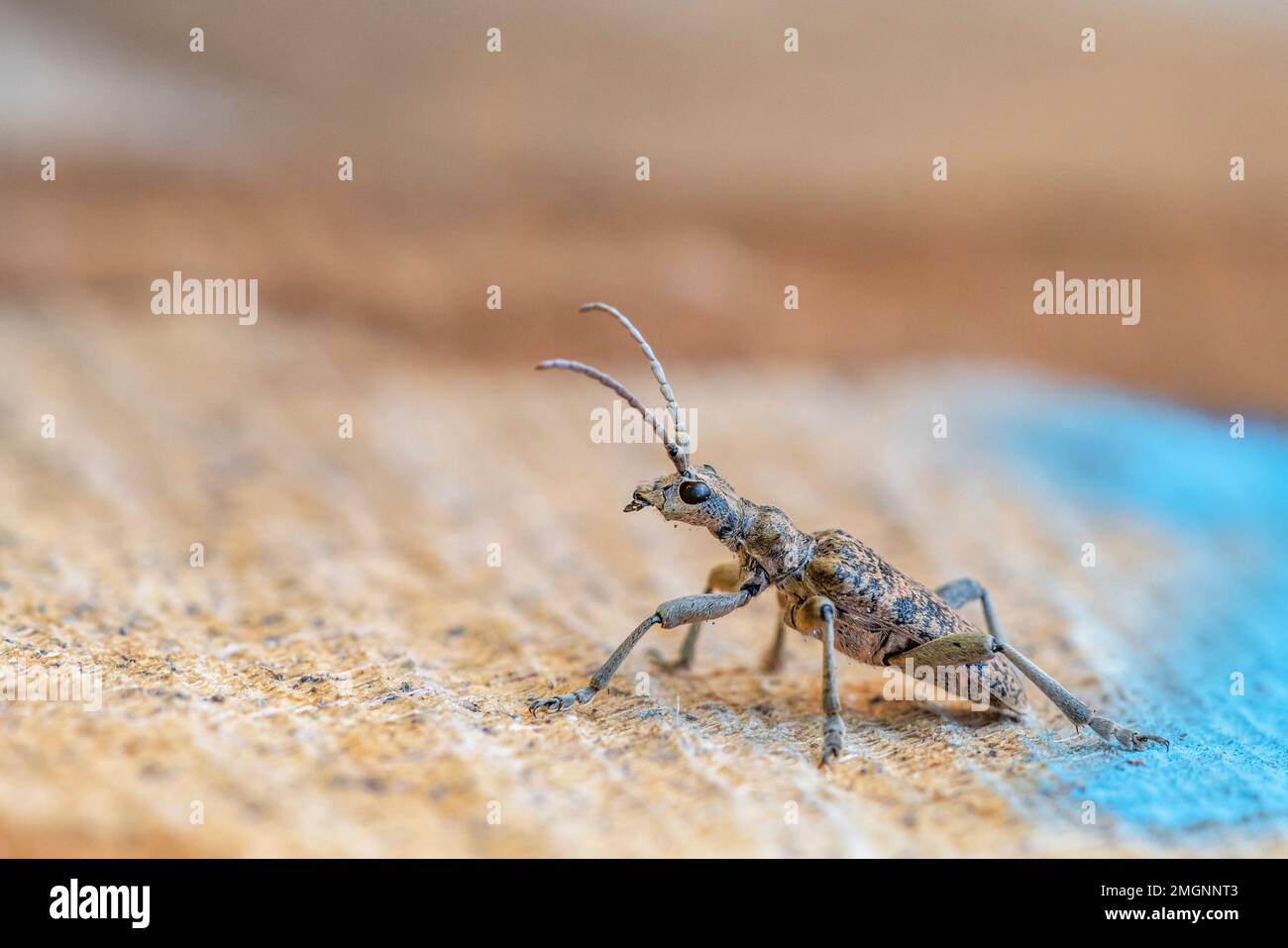 Longhorn Beetle (Rhagium sycophanta) on a wood cut on a May evening ...