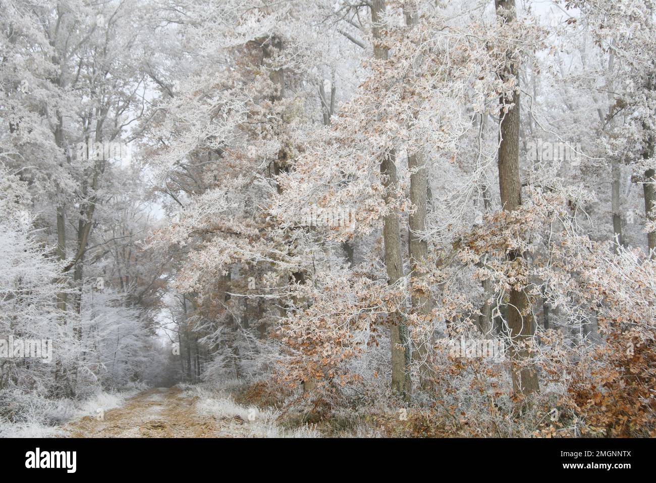 Durmast oak (Quercus petraea) under winter frost in the Colettes forest ...
