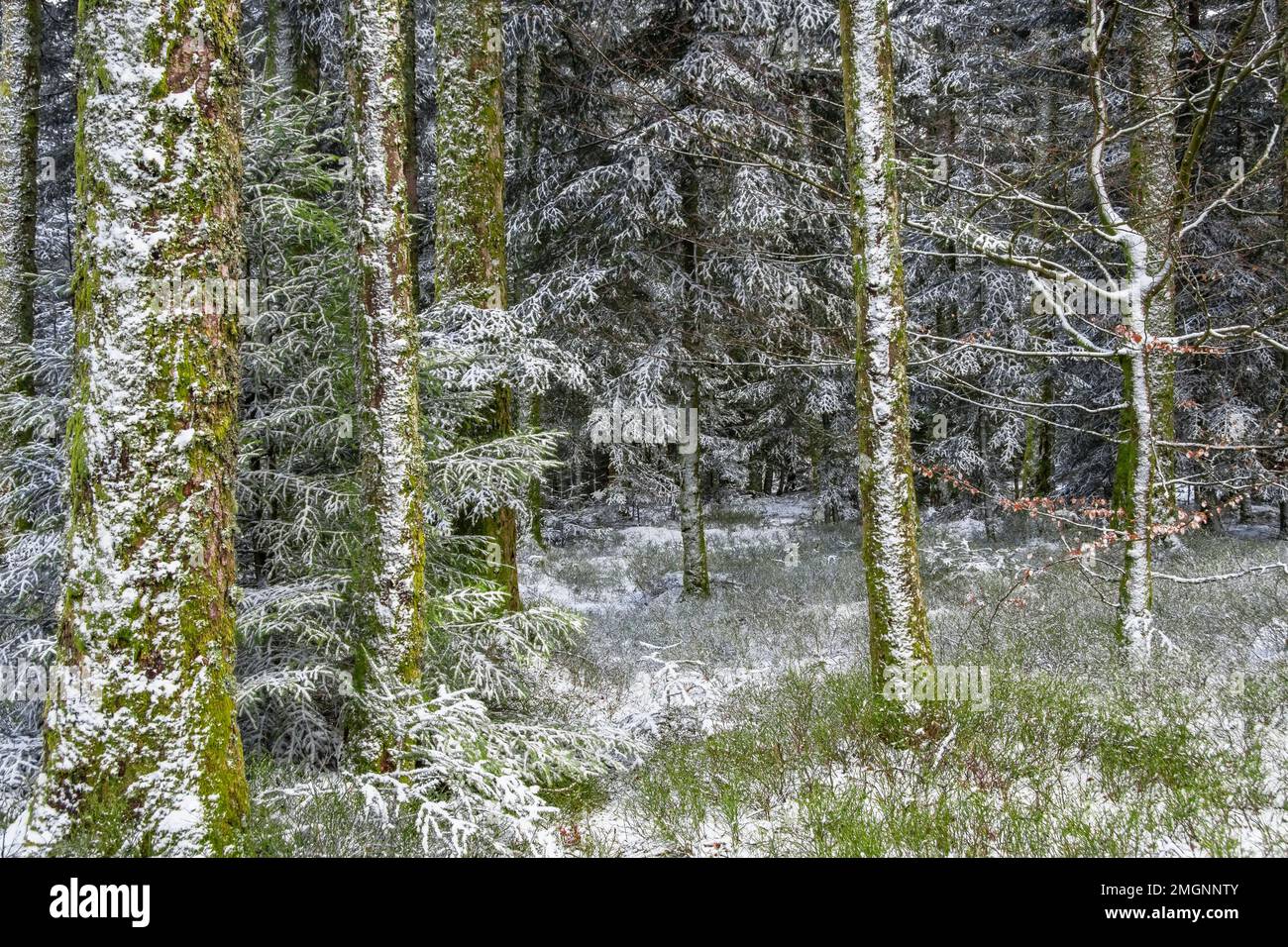 Snow-covered Pectinated Fir (Abies alba) forest, Auvergne, France Stock ...