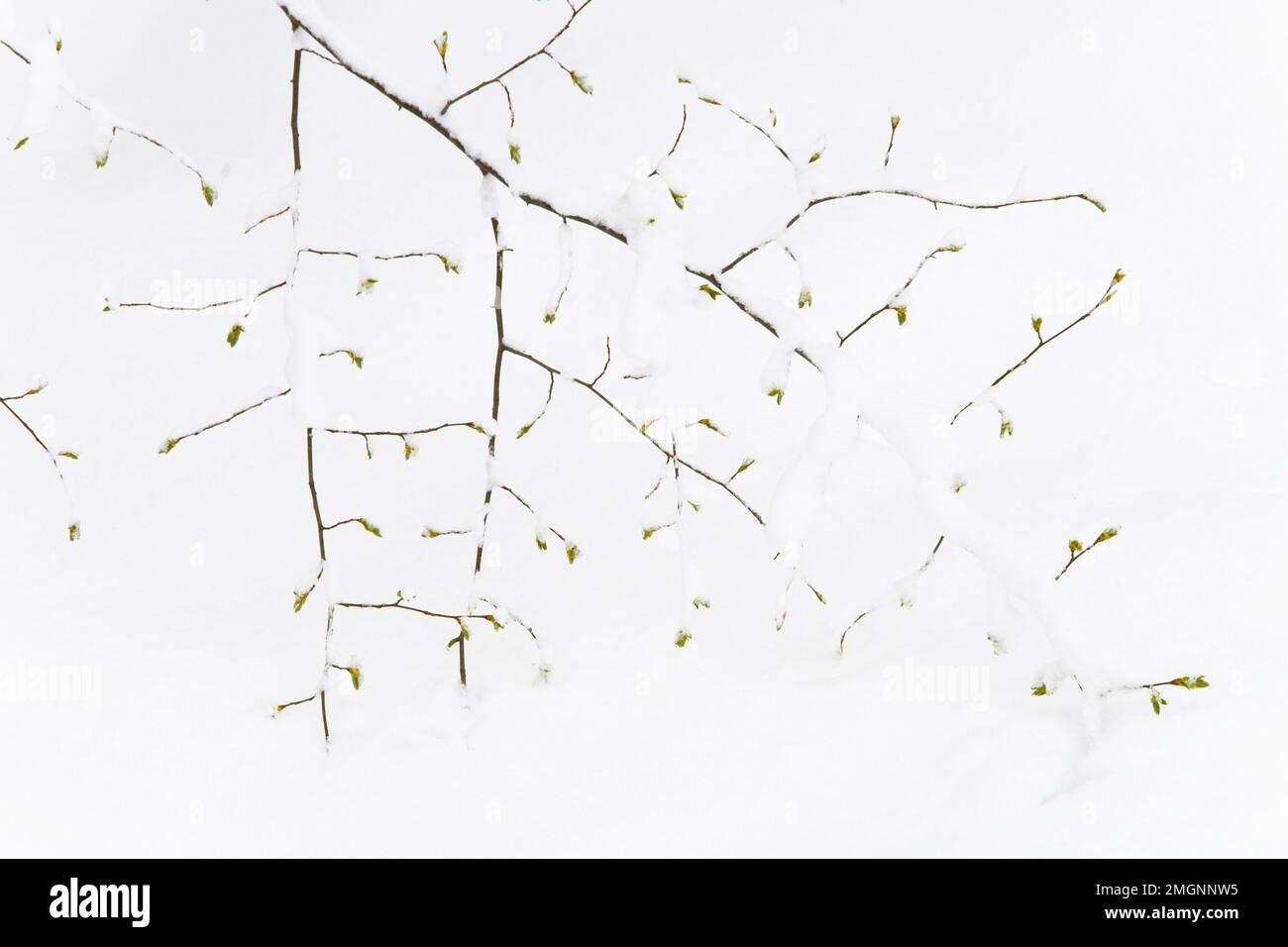 Branch and buds of Common Beech (Fagus sylvatica) covered with snow in ...