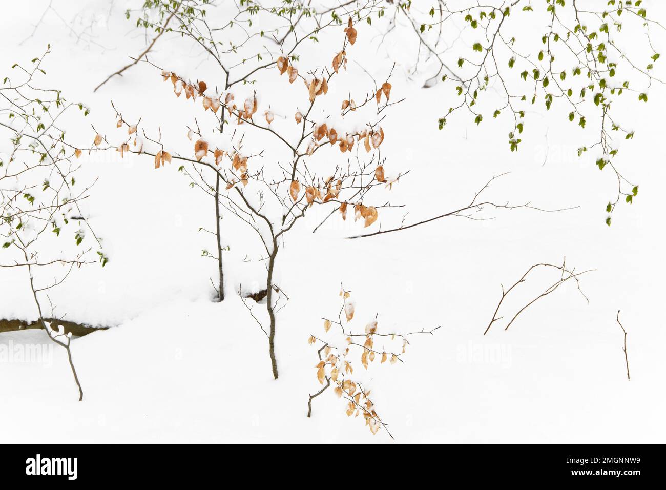 Branch and buds of Common Beech (Fagus sylvatica) covered with snow in ...