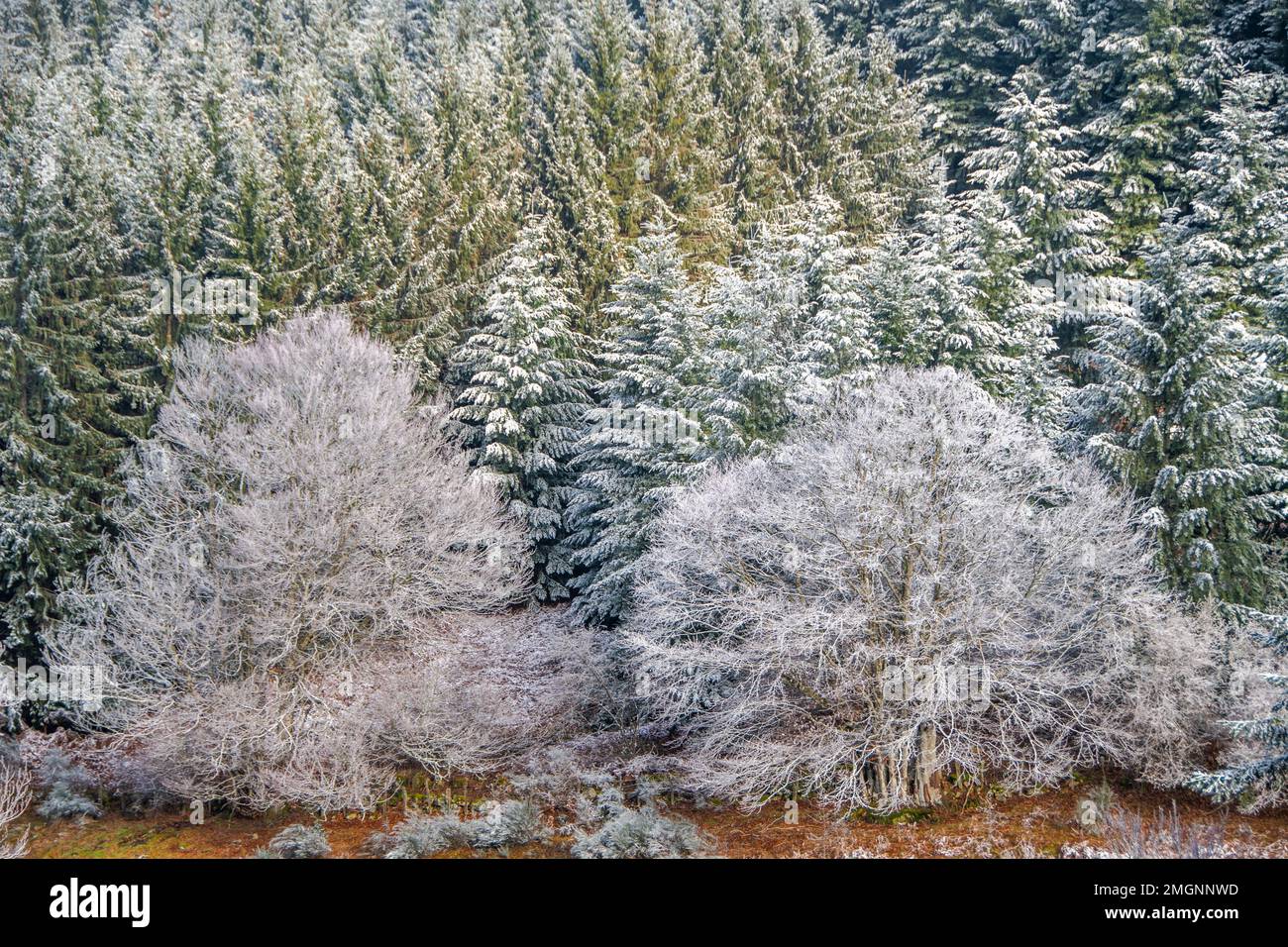 Shrubs and conifers covered with frost, Auvergne, France Stock Photo ...