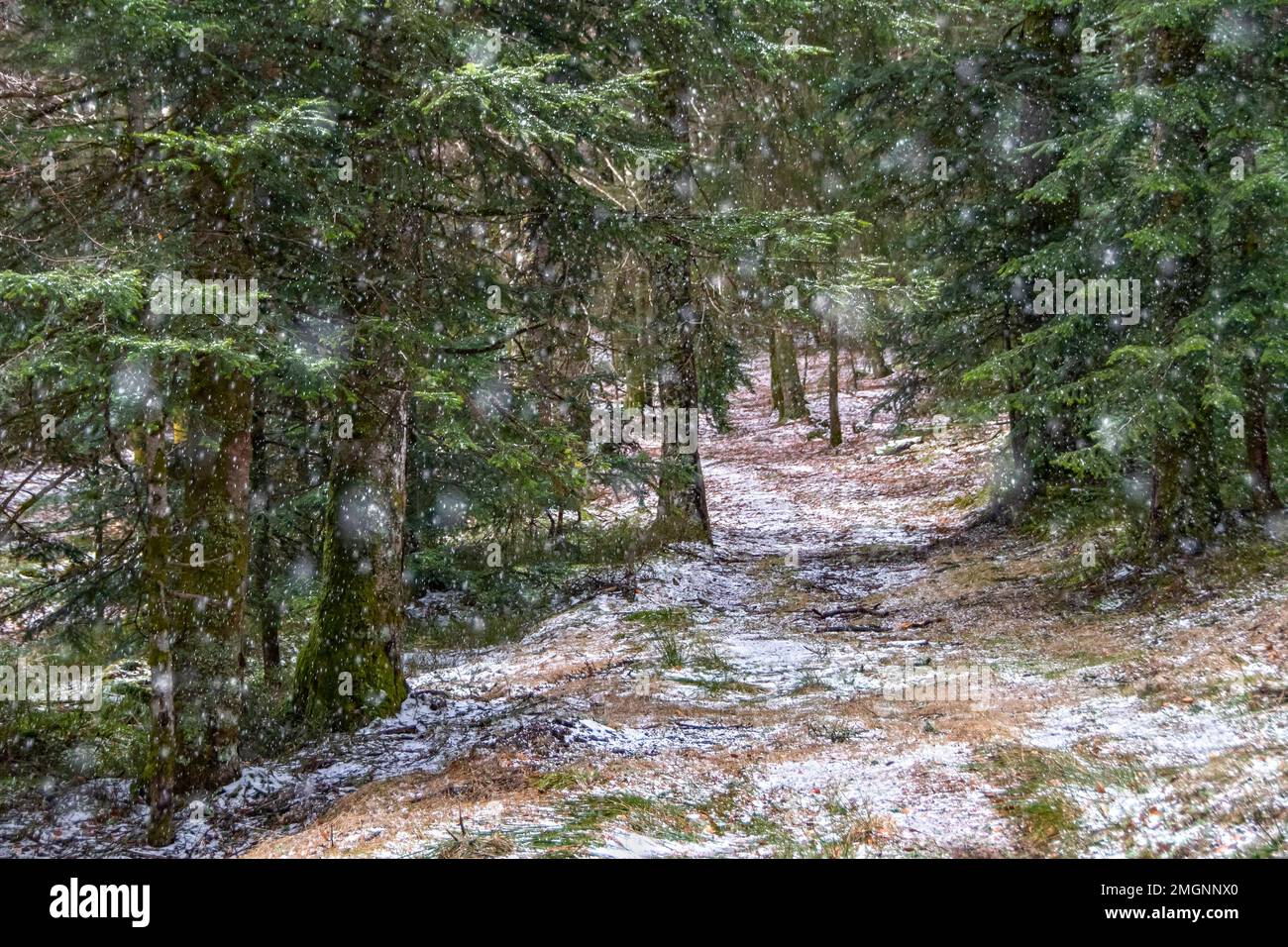 Snowy and magical landscape in an Auvergne forest, Les Bois Noirs ...
