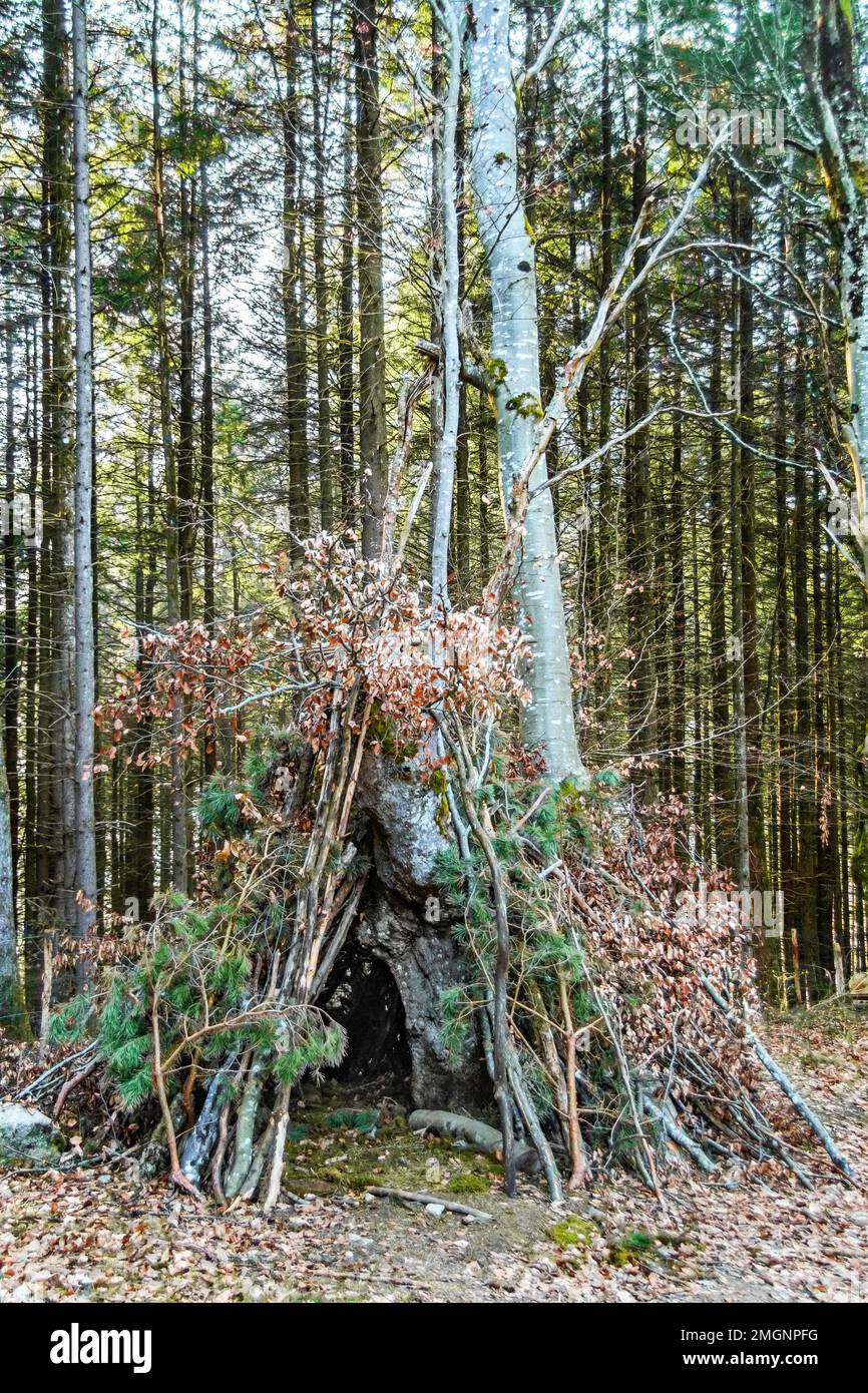 Hut made from fir and beech branches on the Allee des Geants with the ...