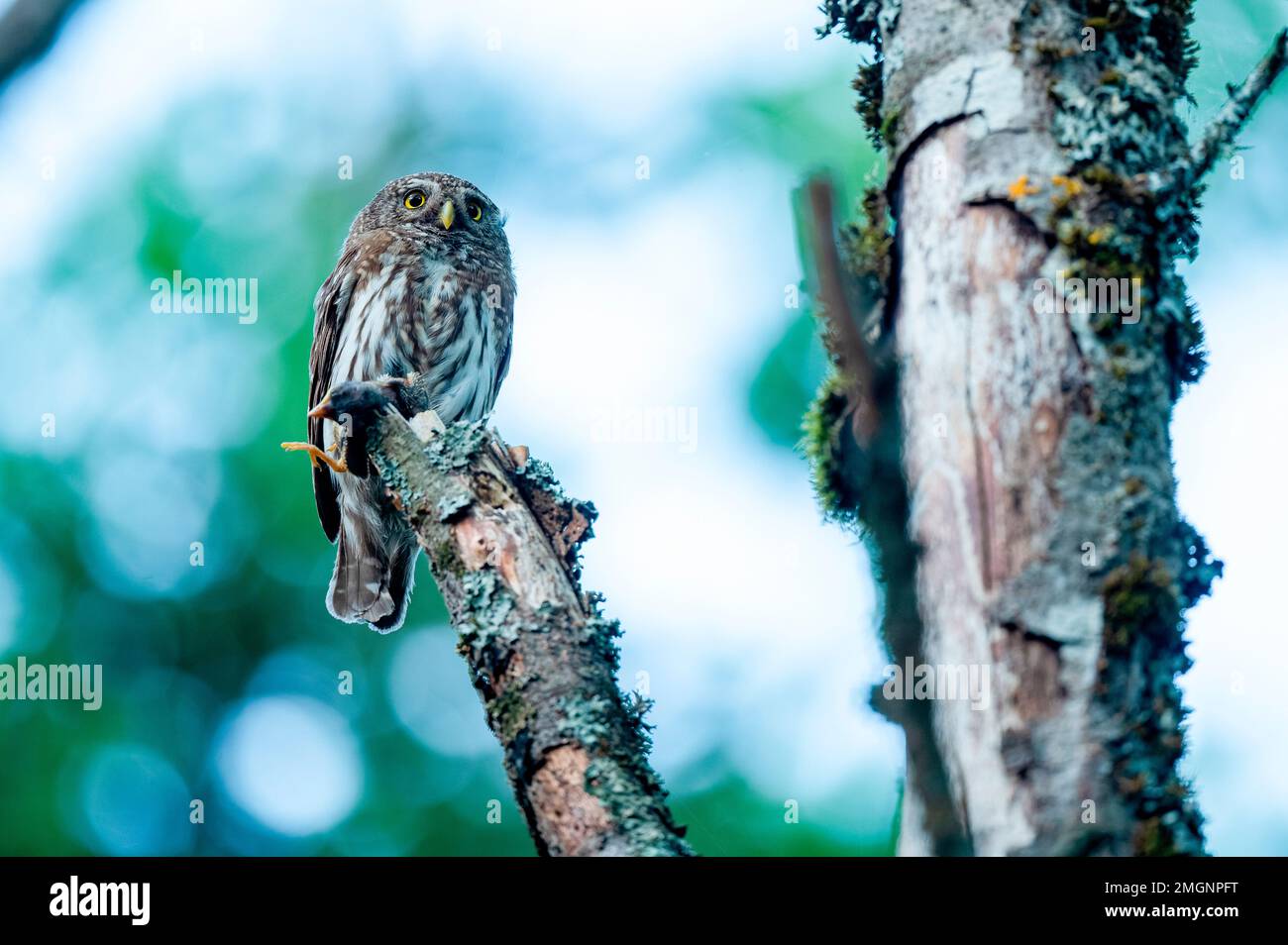 Pygmy owl (Glaucidium passerinum) on a tree in spring with a prey ...