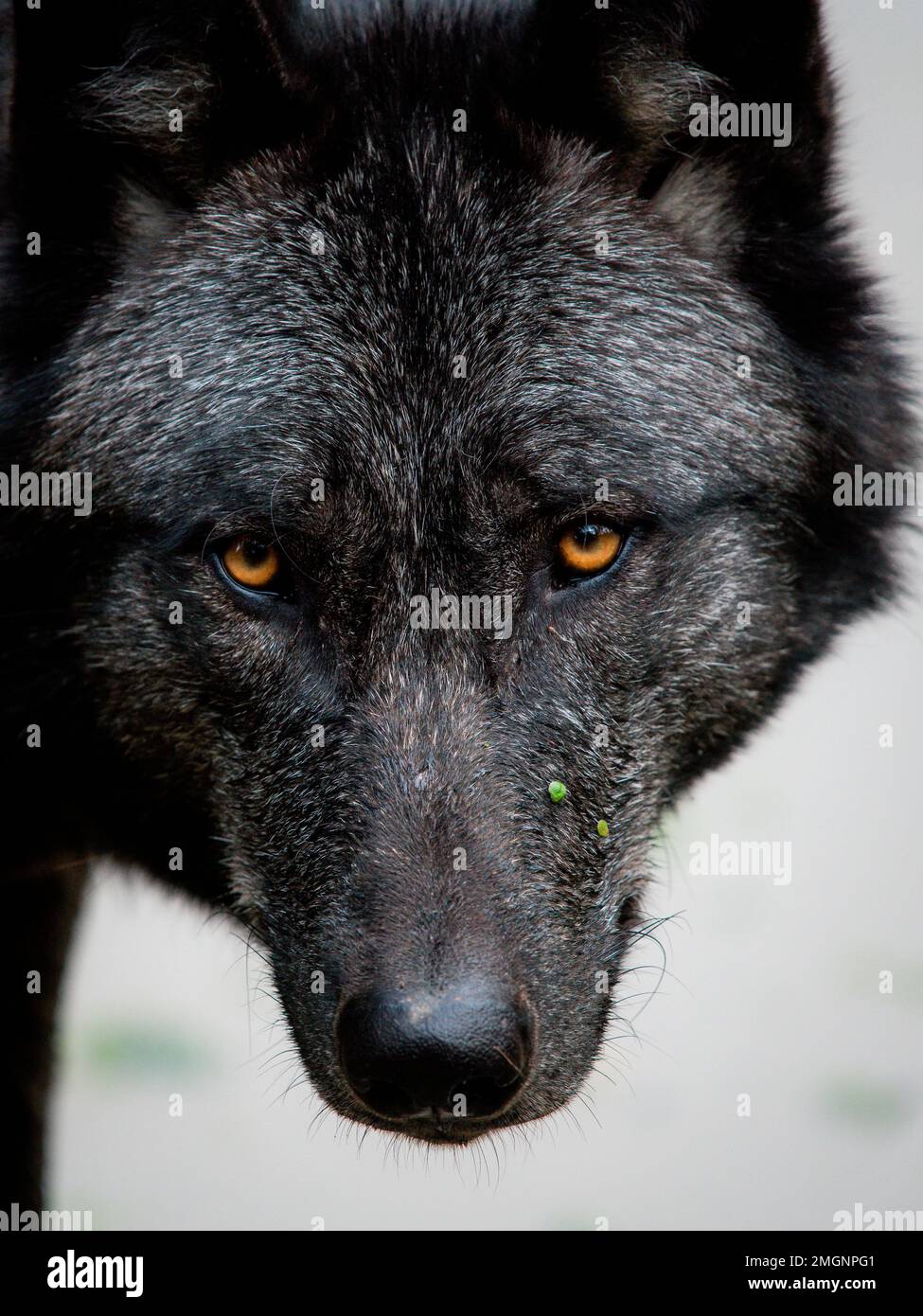 Canadian wolf (Canis lupus), Sainte Croix Wildlife Park, Lorraine ...