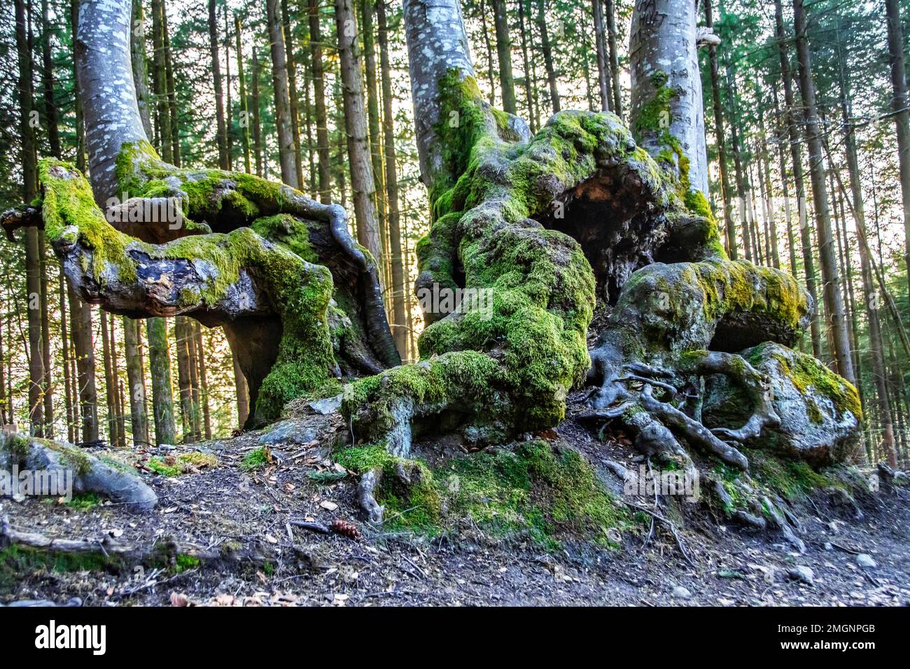 A relic of an old, twisted beech tree that is over four centuries old ...
