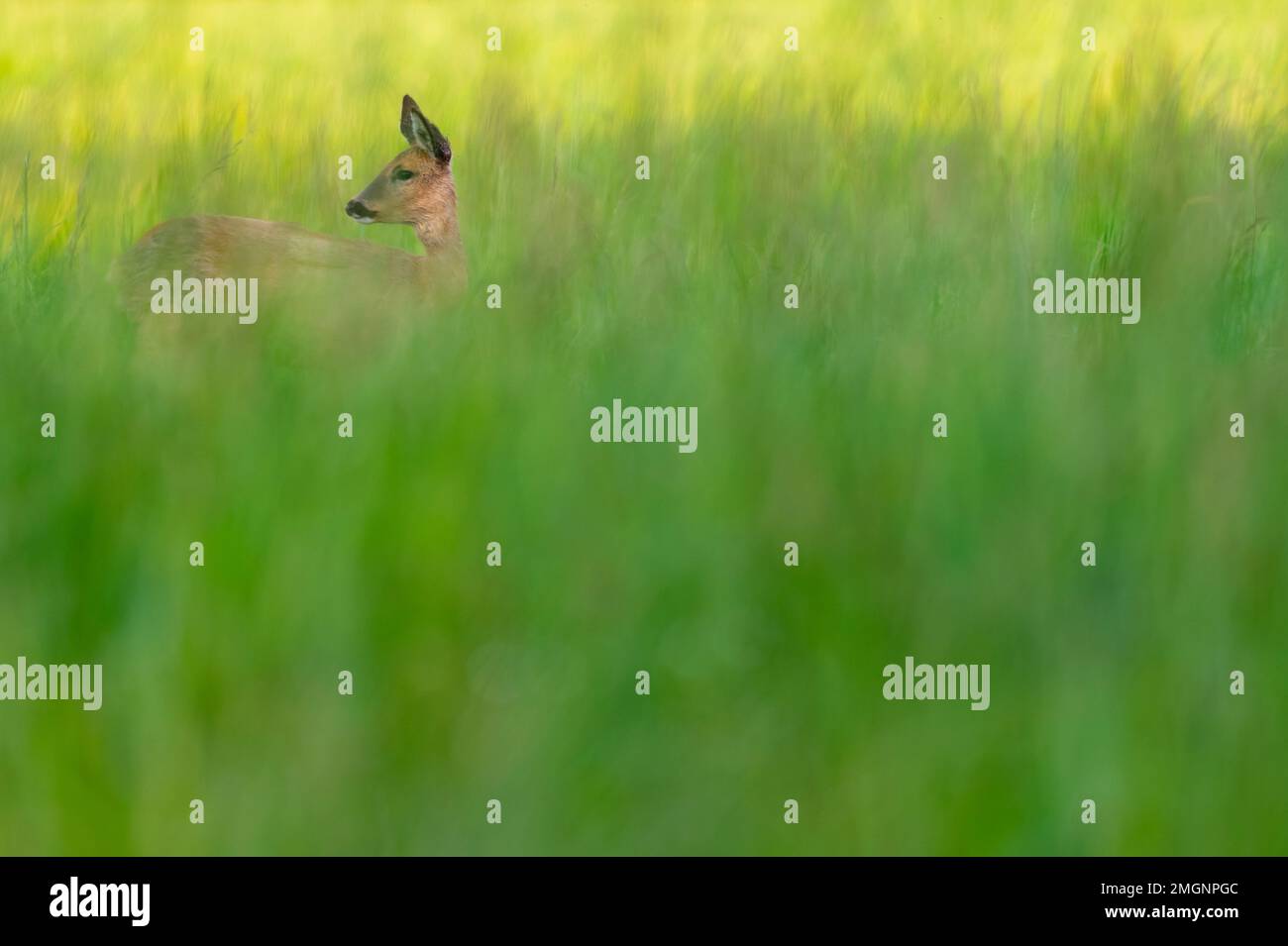 Roe deer (Capreolus capreolus) in the high grass, Alsace, France Stock ...