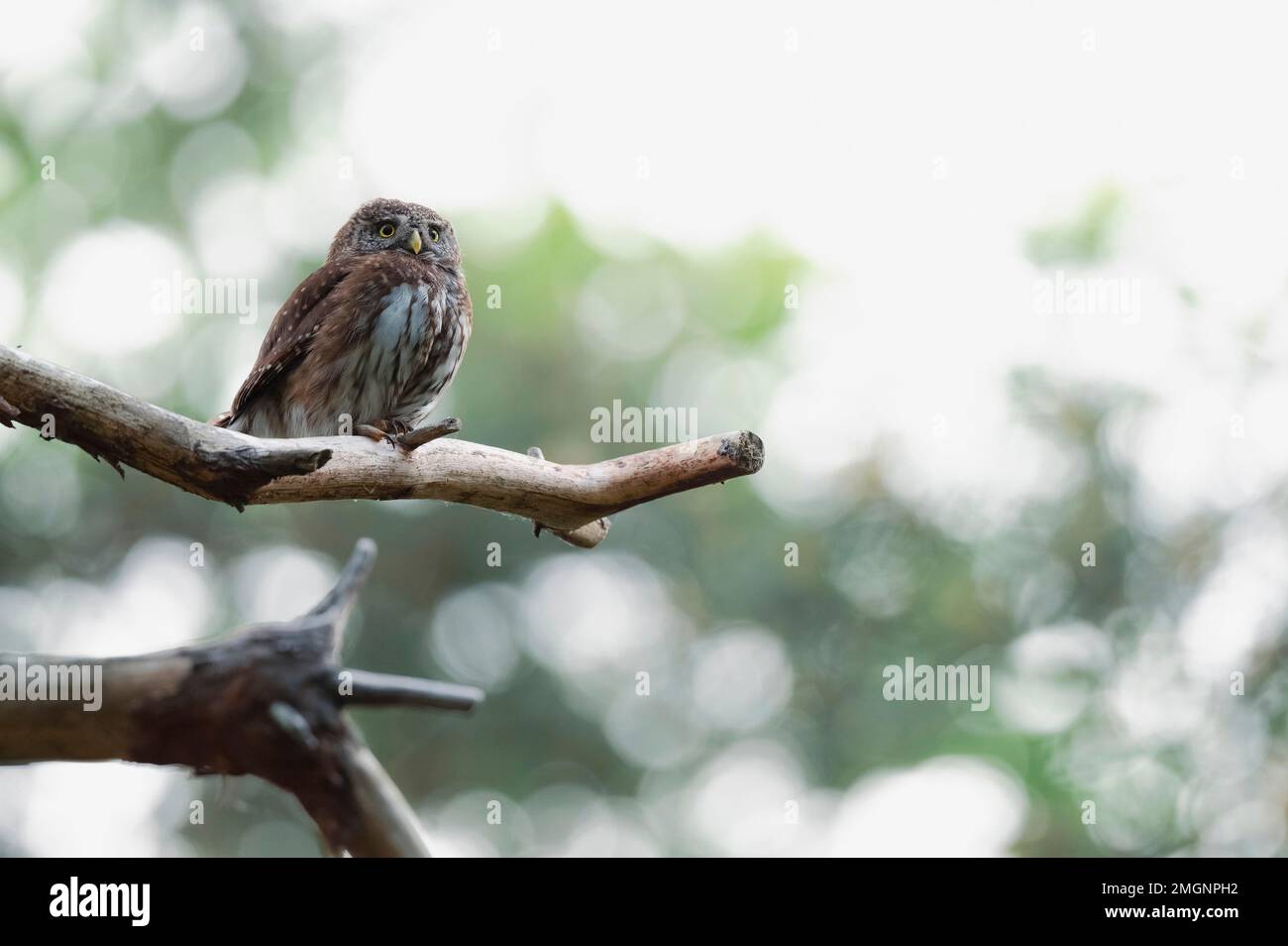 Pygmy Owl (Glaucidium passerinum) on a branch in spring, Alsace, France ...