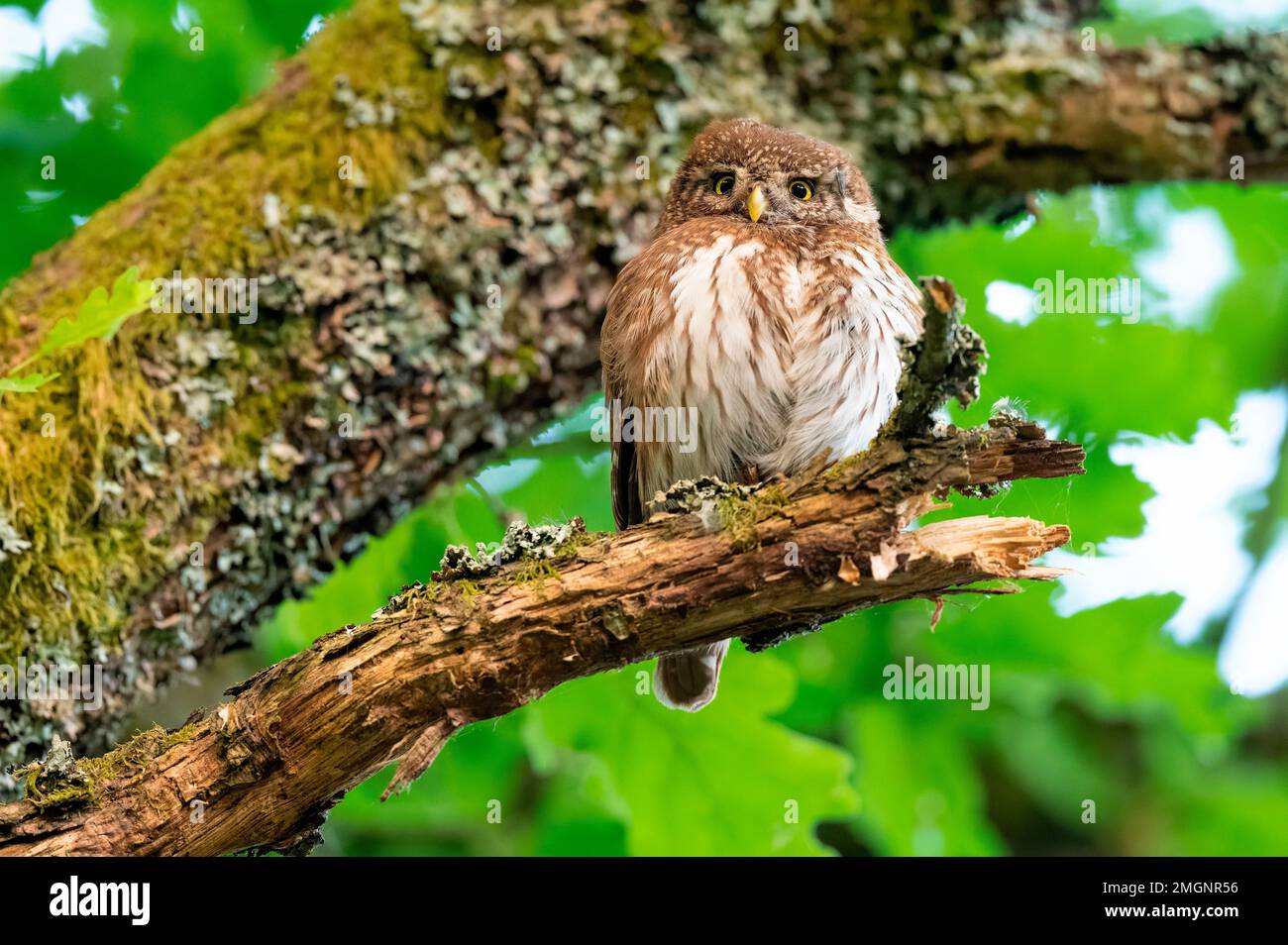 Pygmy owl (Glaucidium passerinum) on a tree in spring, Alsace, France ...