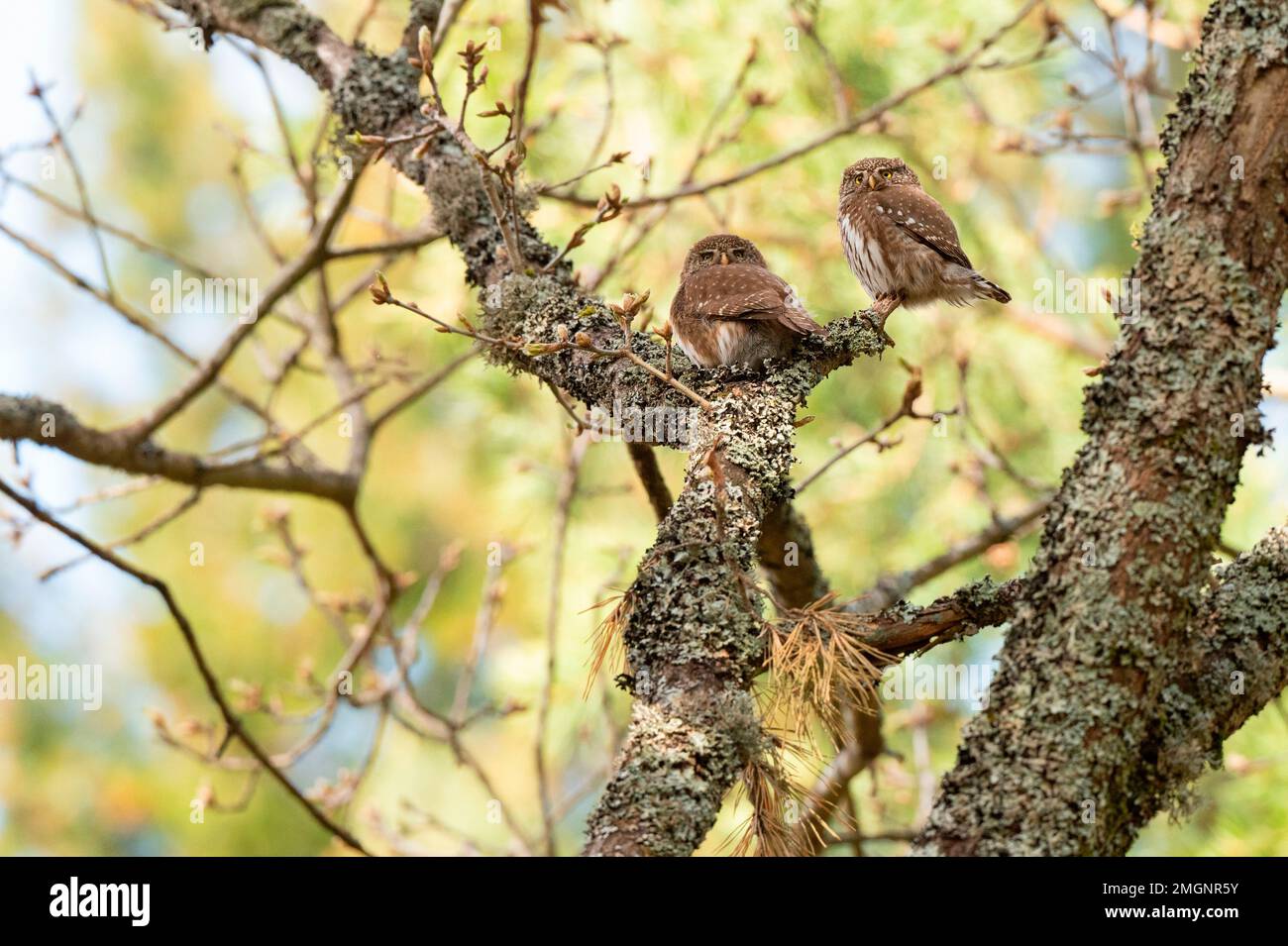 Pygmy Owl (Glaucidium passerinum) pair on a tree in spring, Alsace ...