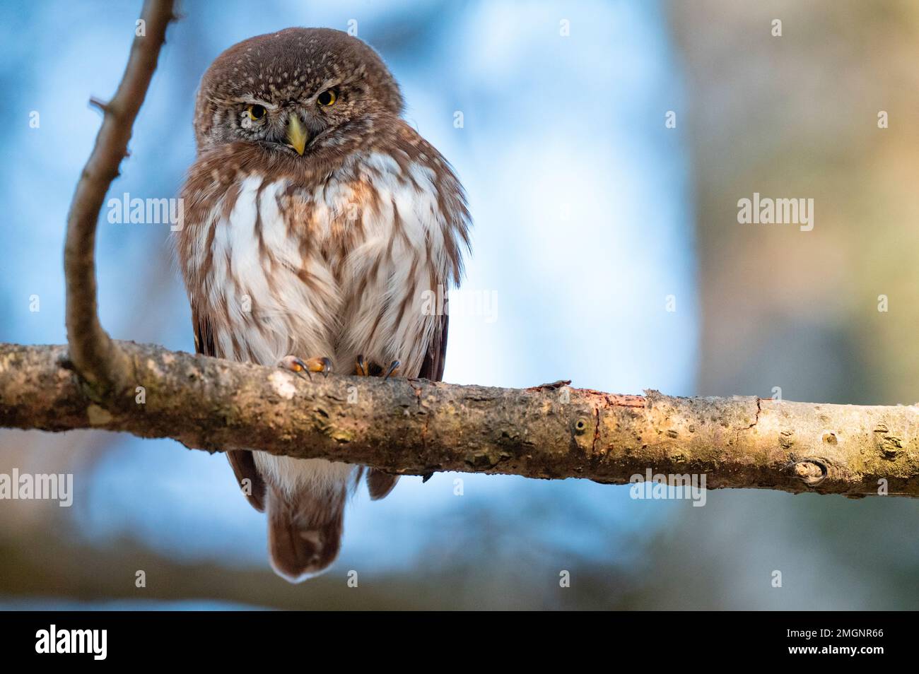 Pygmy Owl (Glaucidium passerinum) on a branch in spring, Alsace, France ...