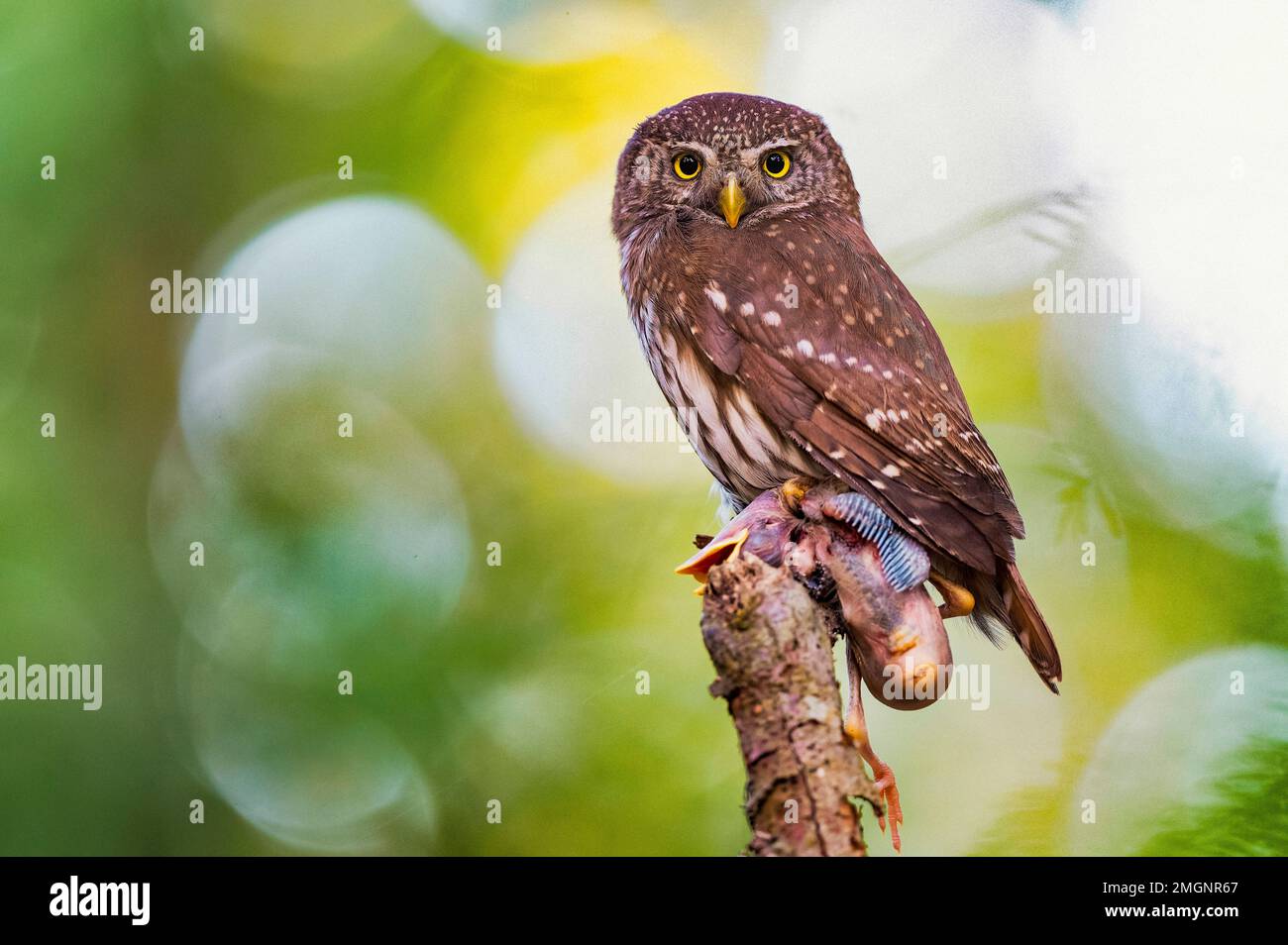 Pygmy Owl (Glaucidium passerinum) with its prey: a young Jay, Alsace ...