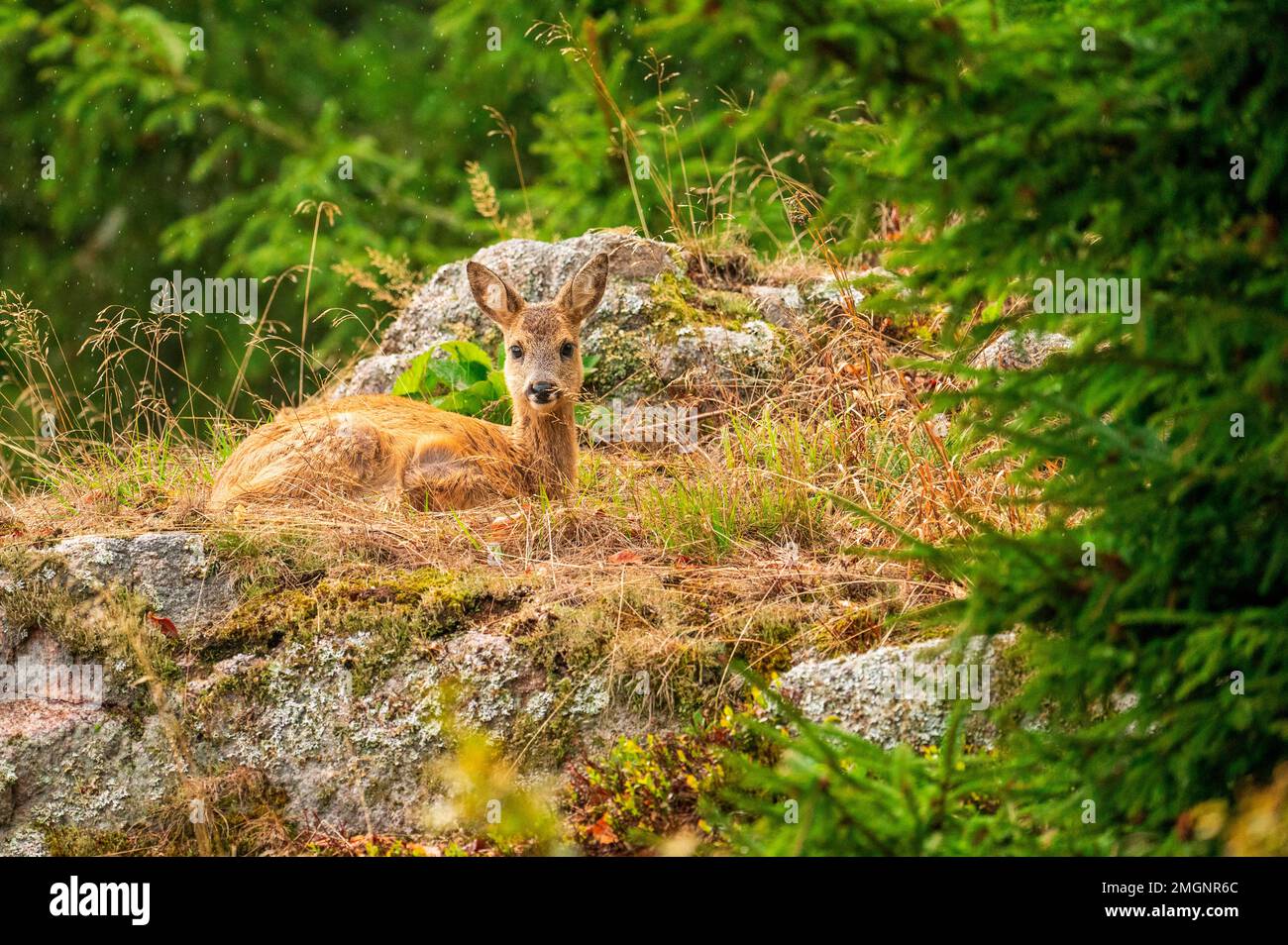 Roe deer (Capreolus capreolus) lying in the tall grass, Alsace, France ...