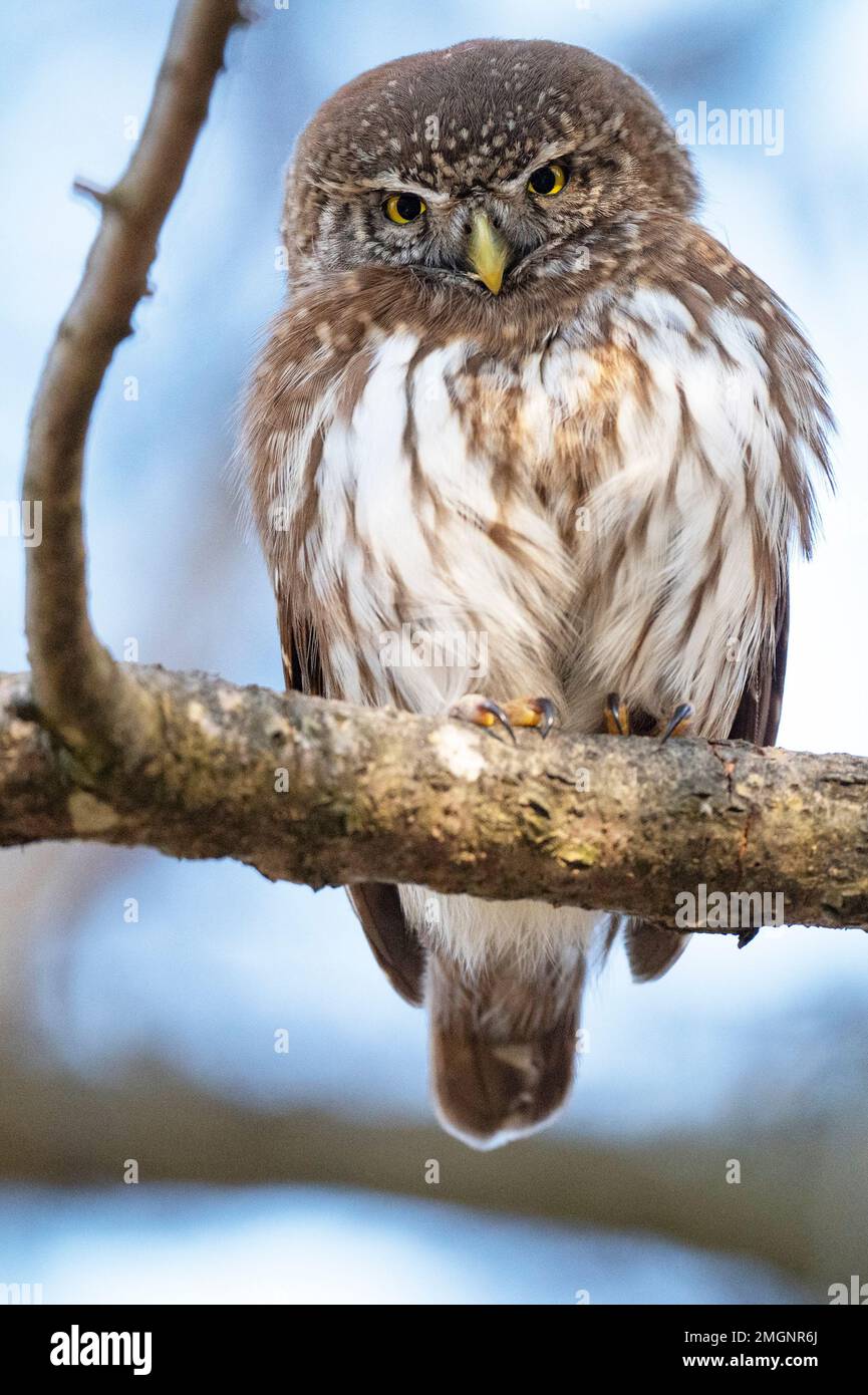 Pygmy Owl (Glaucidium passerinum) on a branch in spring, Alsace, France ...
