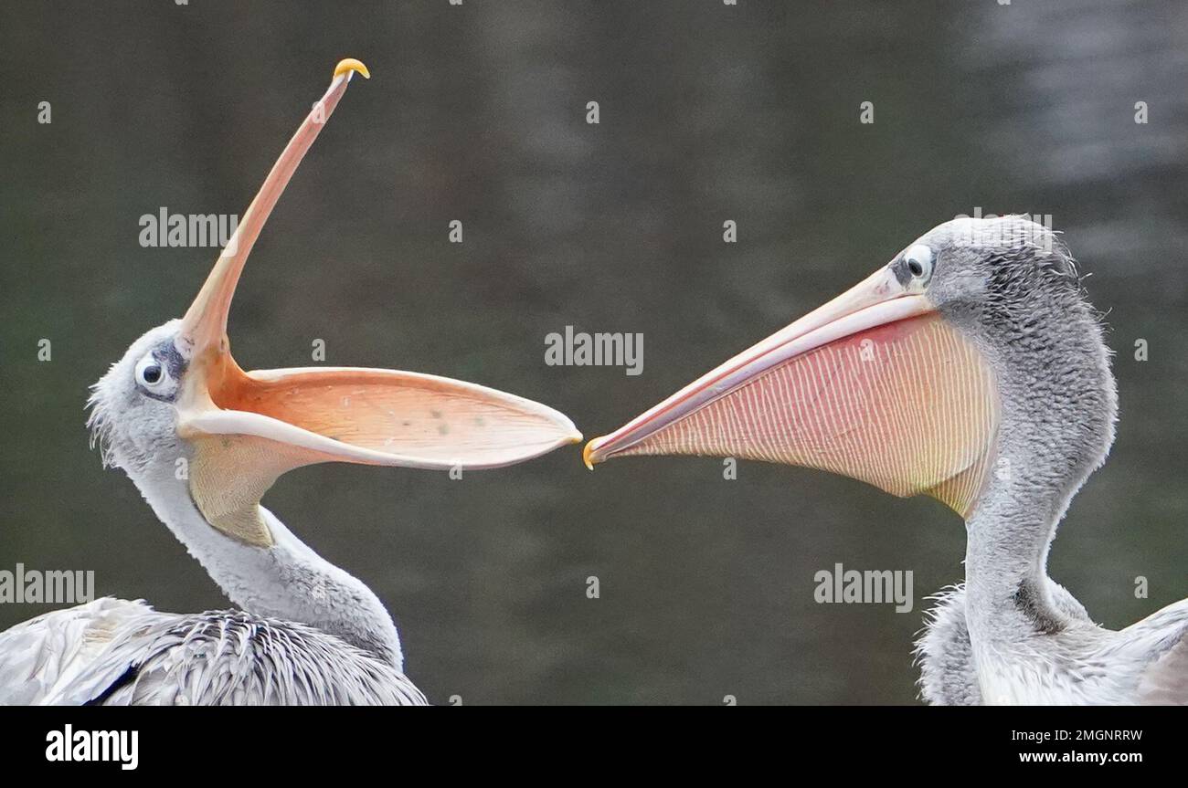 Hamburg, Germany. 26th Jan, 2023. With its beak wide open, a pelican ...