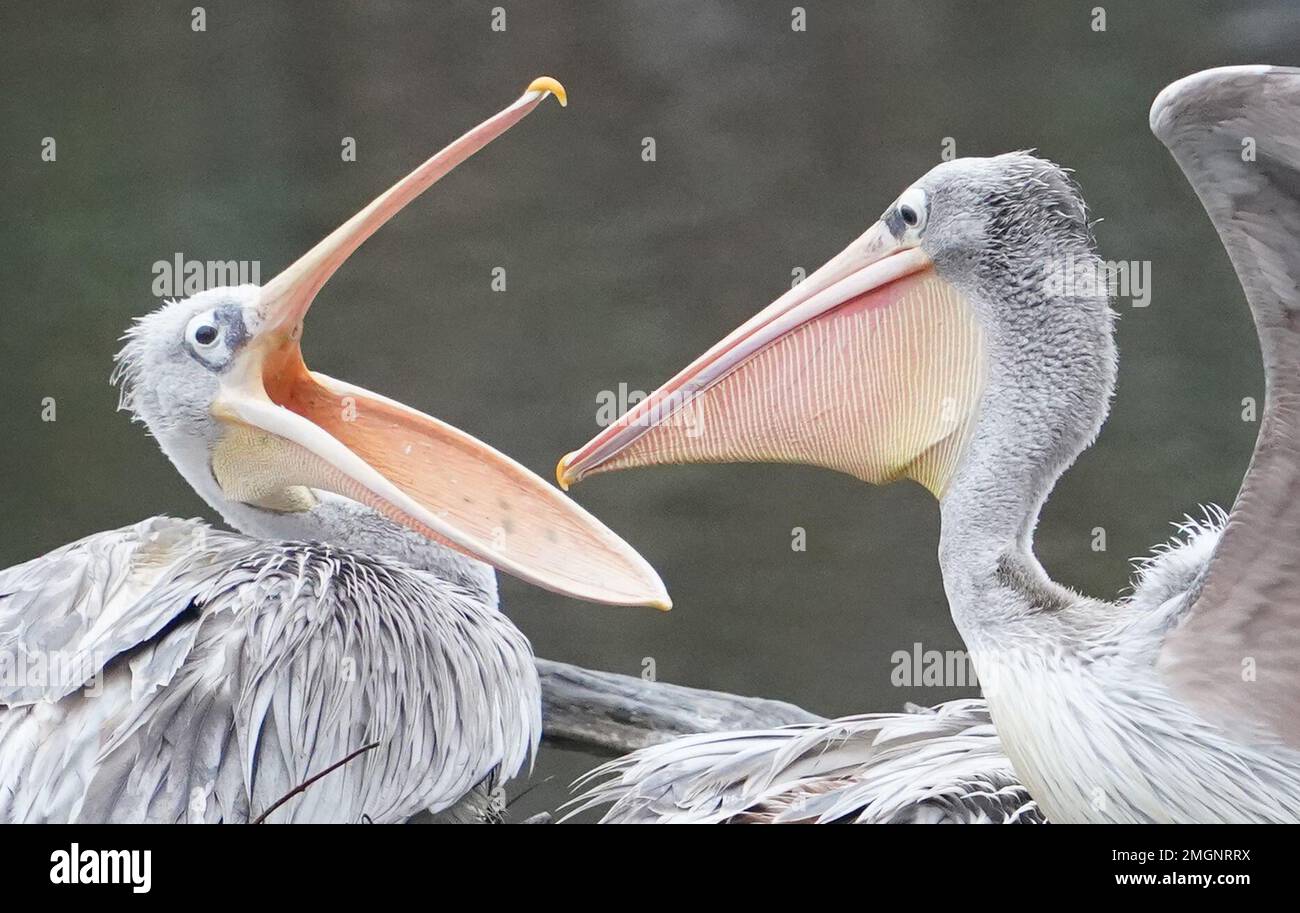 Hamburg, Germany. 26th Jan, 2023. With its beak wide open, a pelican ...