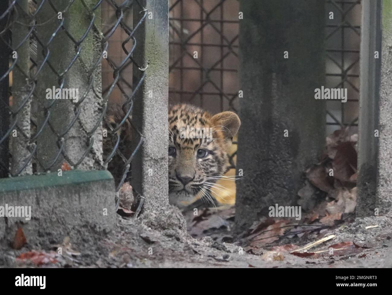 Hamburg, Germany. 26th Jan, 2023. A baby leopard peers briefly through ...