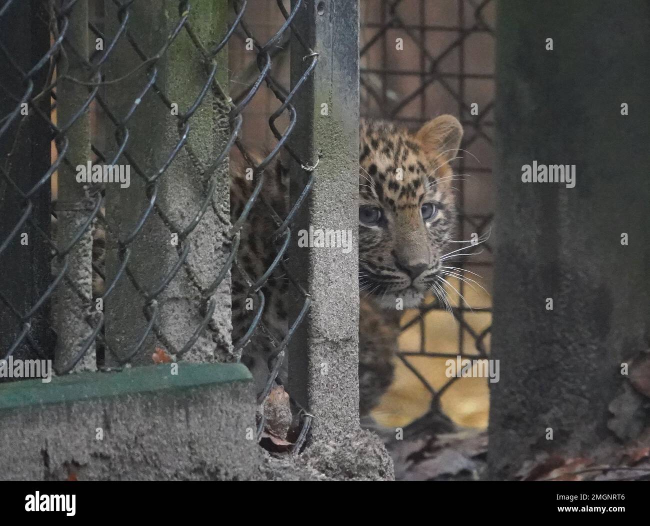 Hamburg, Germany. 26th Jan, 2023. A baby leopard peers briefly through ...