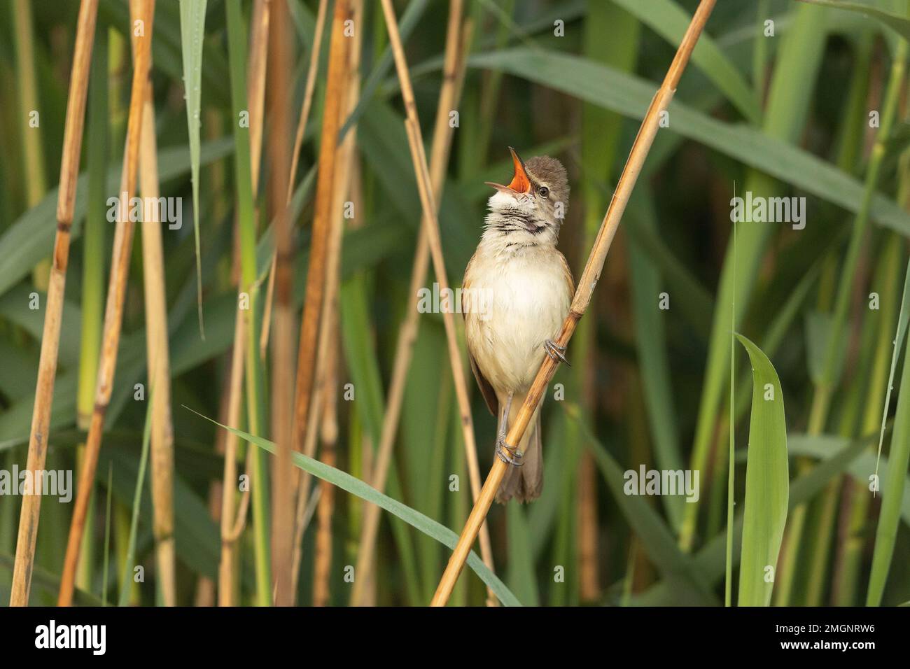 Great Reed Warbler (Acrocephalus arundinaceus) male singing on a reed ...